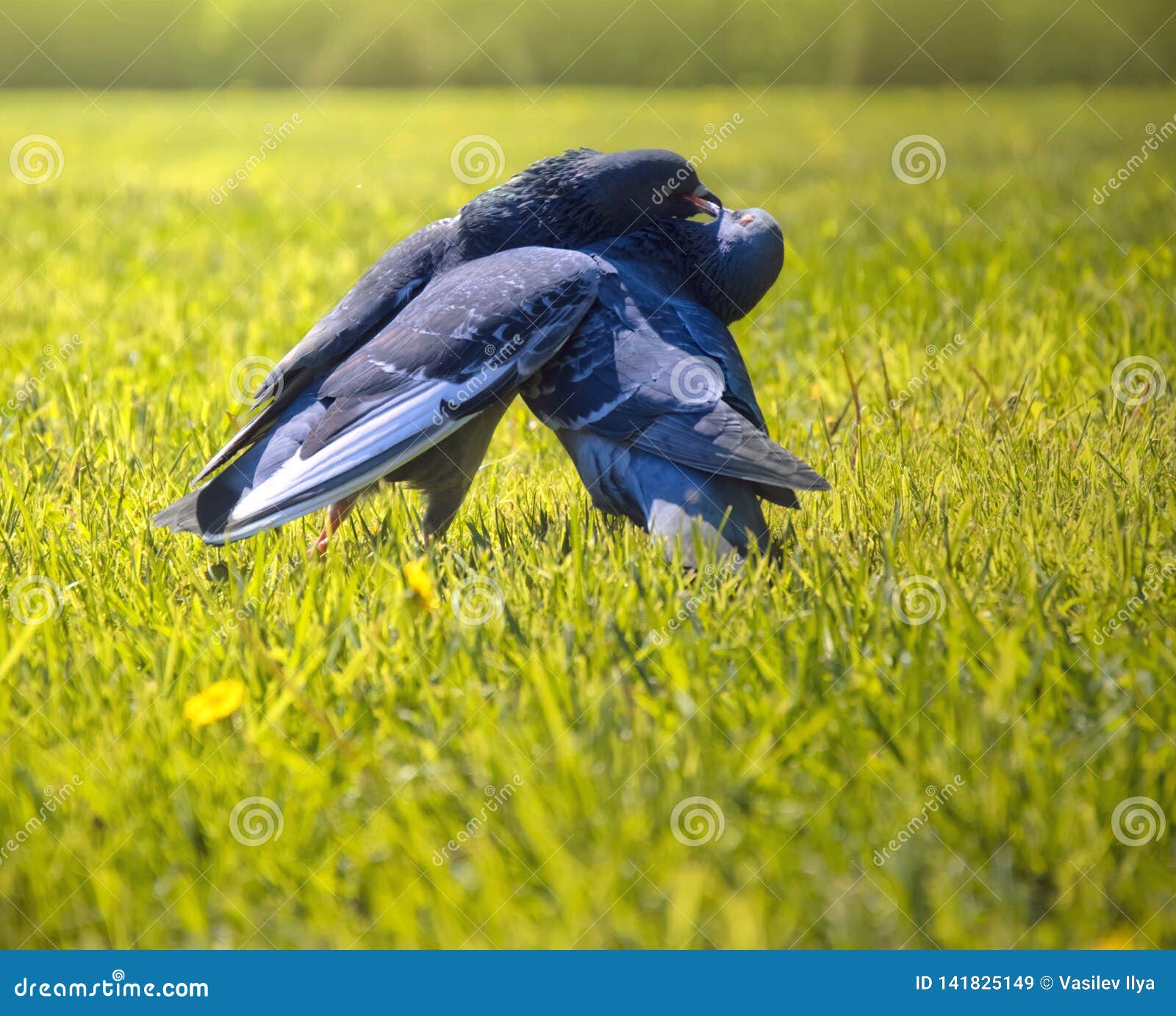 Couple of Doves Kissing in a Meadow. Stock Image - Image of nature ...