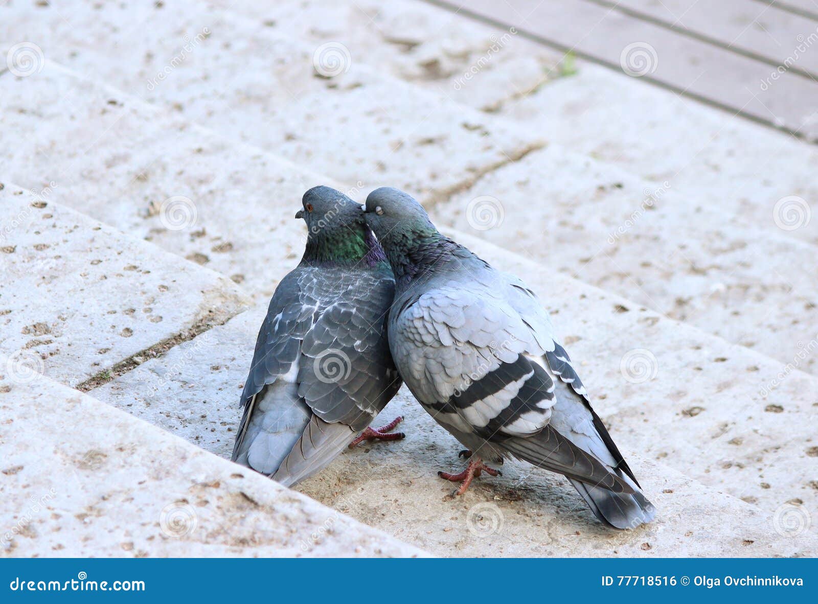 Couple of doves in loving. stock photo. Image of freedom - 77718516