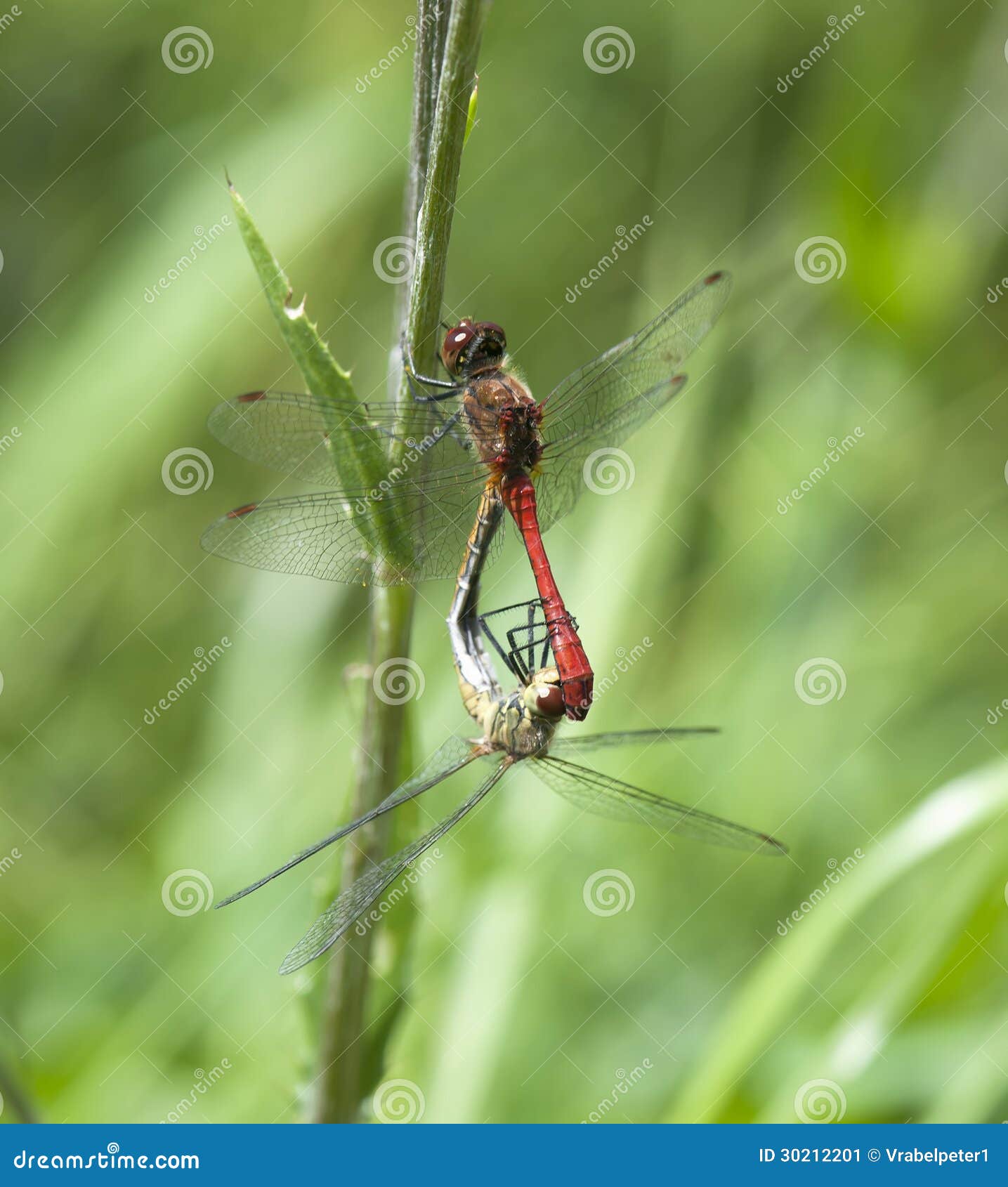 Couple of dragonflies stock image. Image of contact, delicate - 30212201