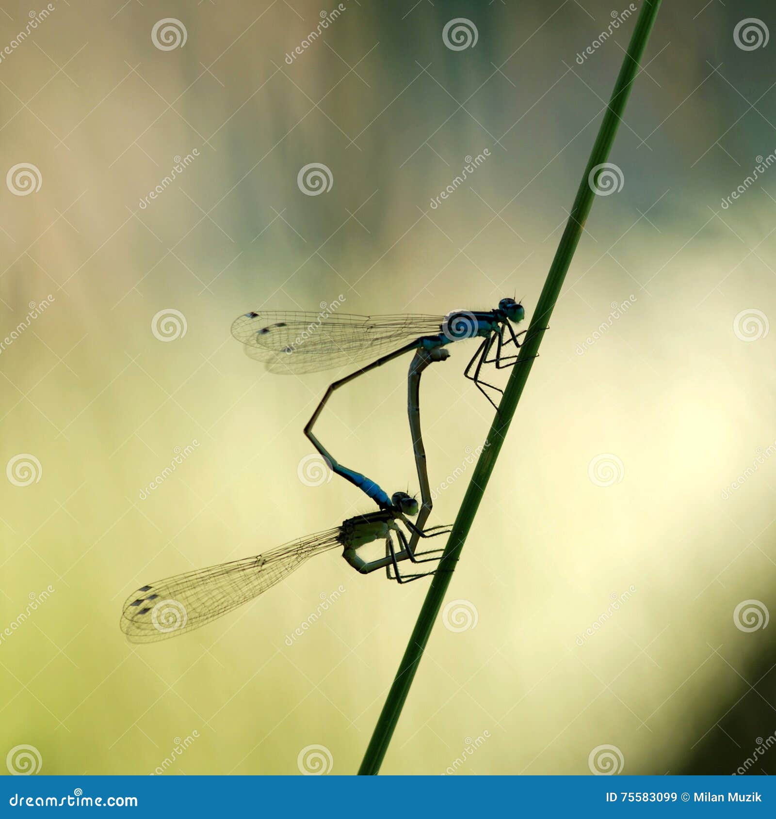 Couple on Dragonfly stock image. Image of stalk, dragonfly - 75583099