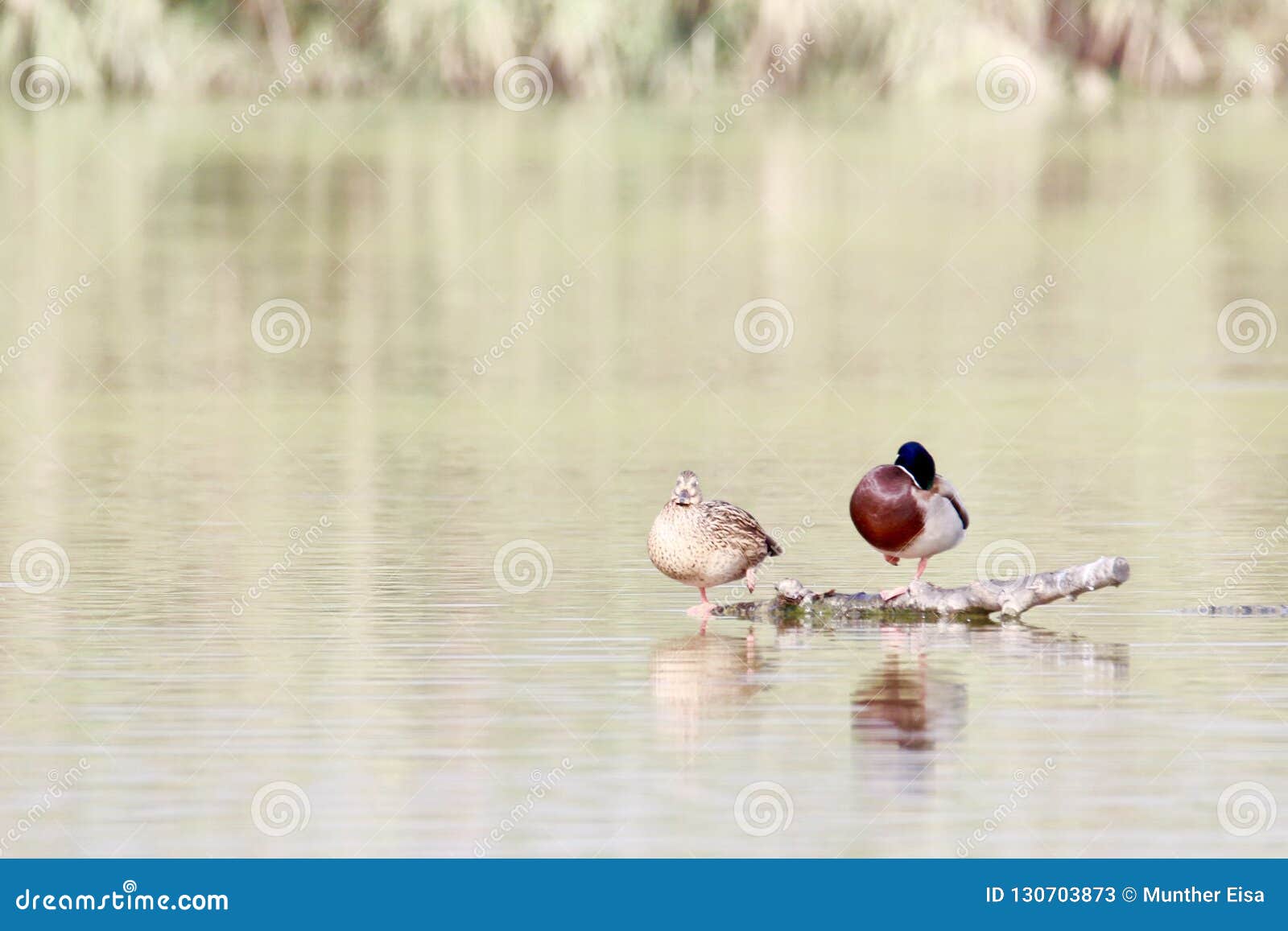 Couple ducks stock image. Image of hula, ducks, birds - 130703873