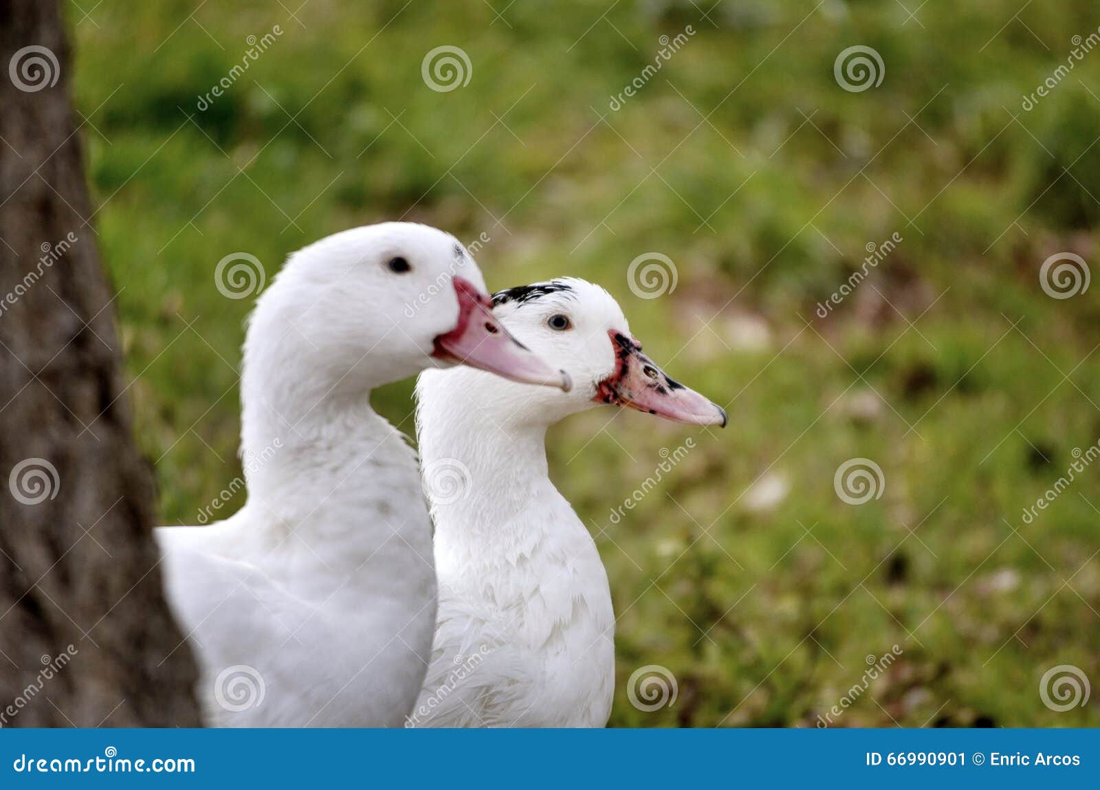 Couple of ducks stock image. Image of together, nature - 66990901