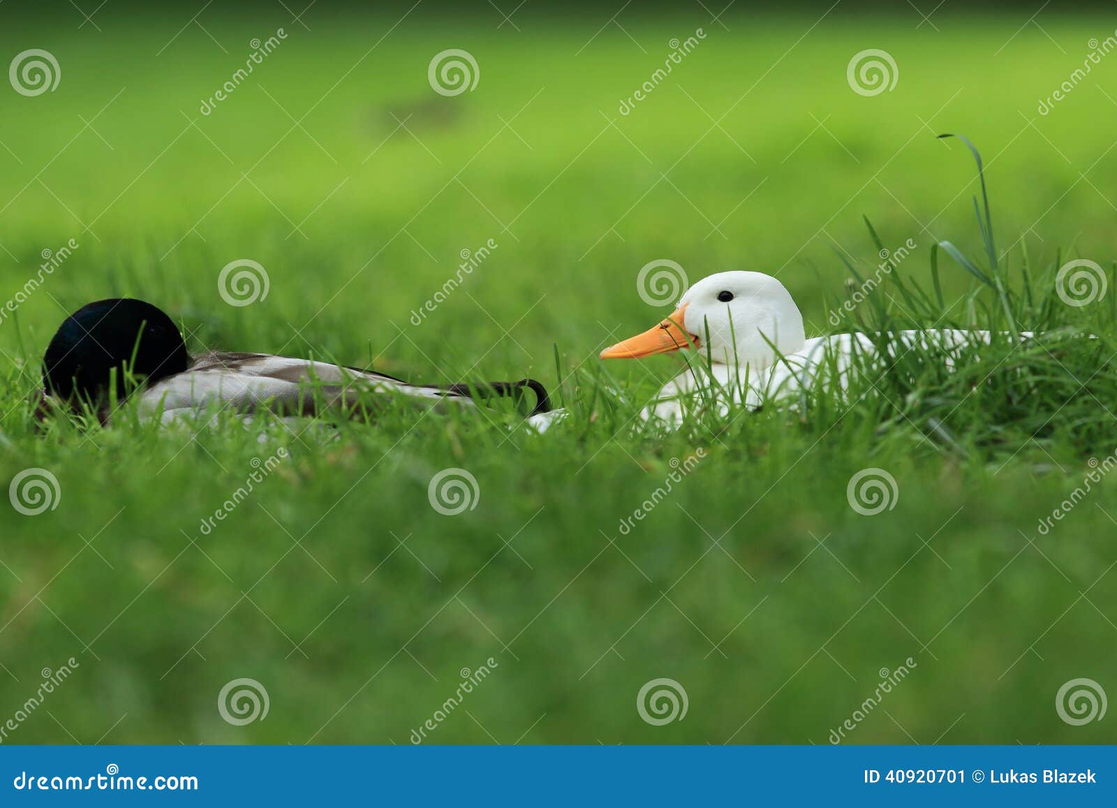 Couple of ducks stock image. Image of duck, lying, mallard - 40920701