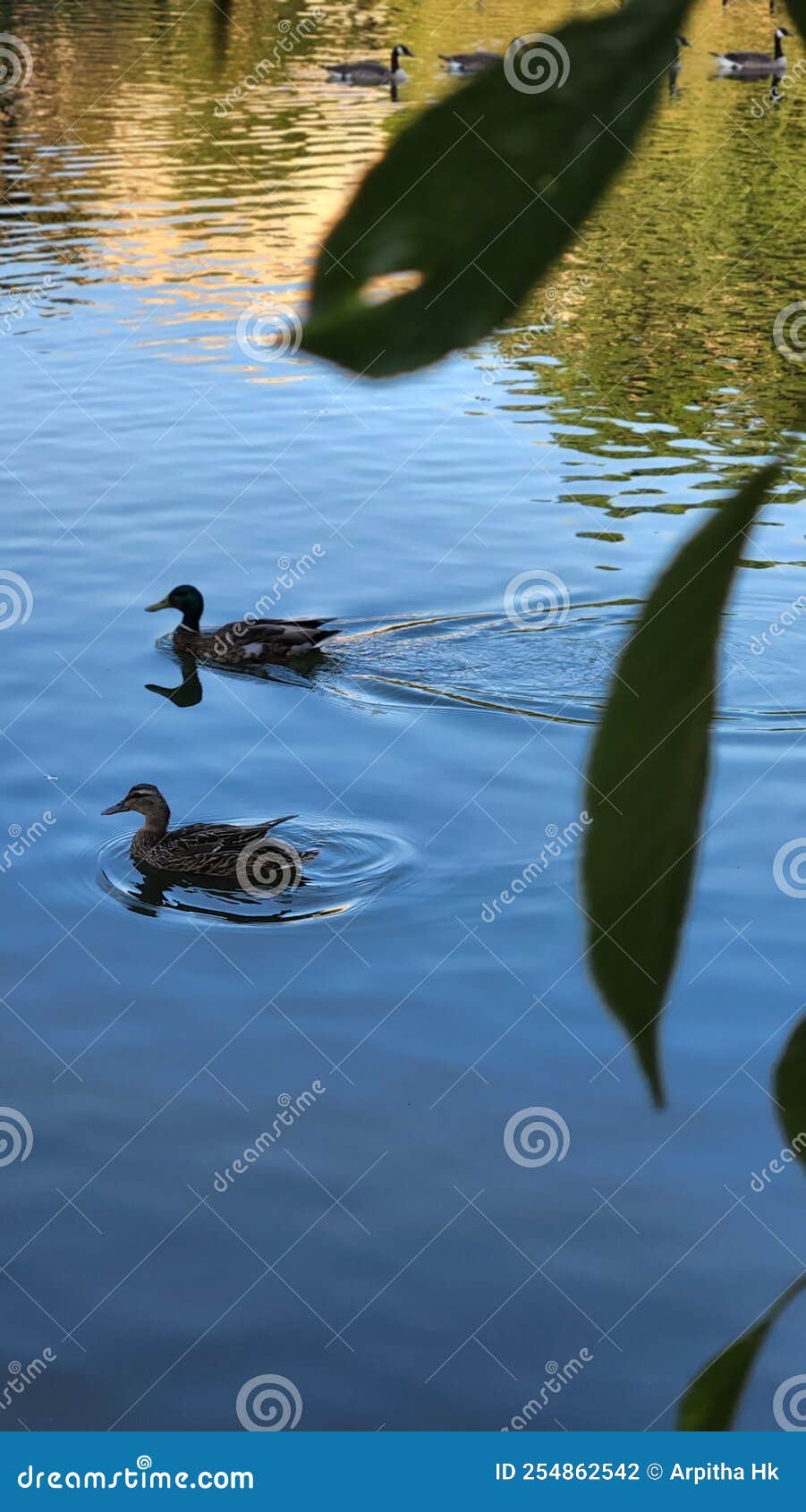 Couple Of Ducks And A Seagull. Female Duck And Male Drake In The Green ...