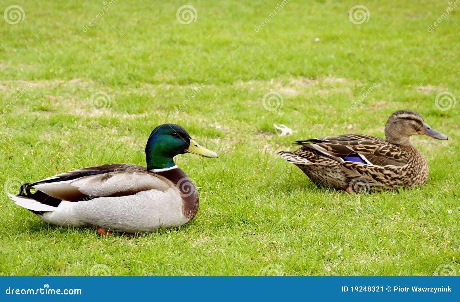 Couple of Ducks - Side View Stock Image - Image of male, beautiful ...