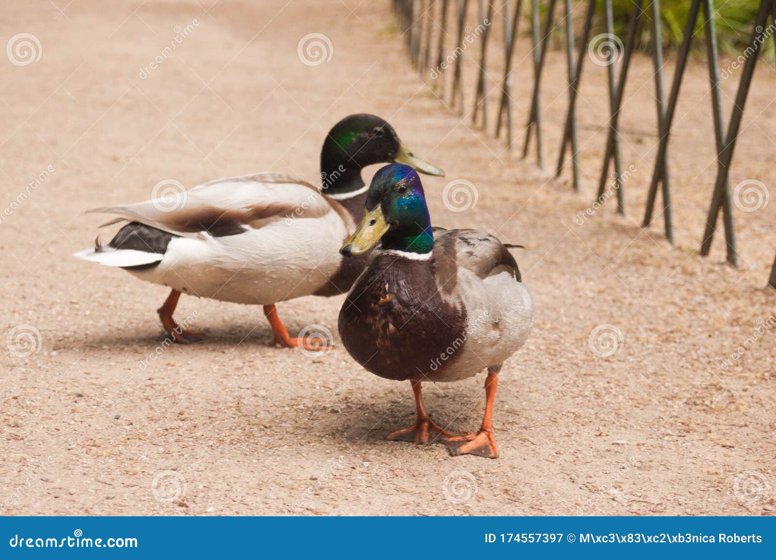 Couple of Ducks Walking in the Sand of an Urban Parcel Land Stock Image ...