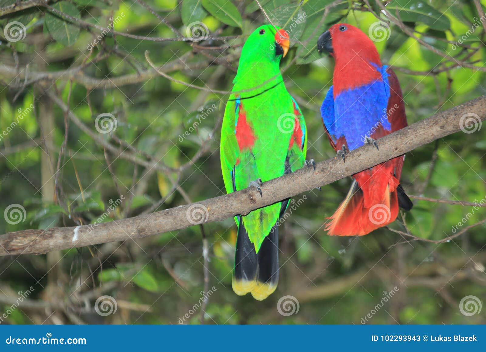 Eclectus parrot stock image. Image of tweet, eclectus - 102293943