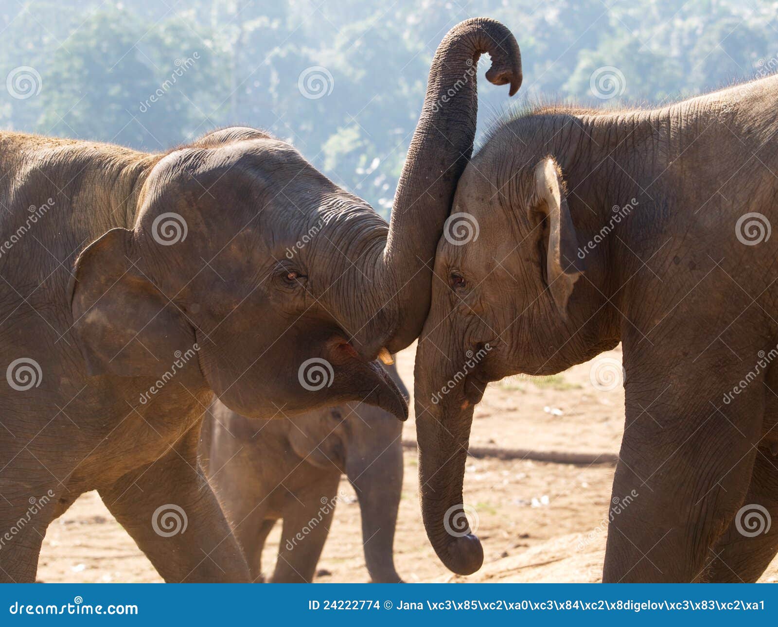 Couple of Elephants Playing Together Stock Photo - Image of animal ...