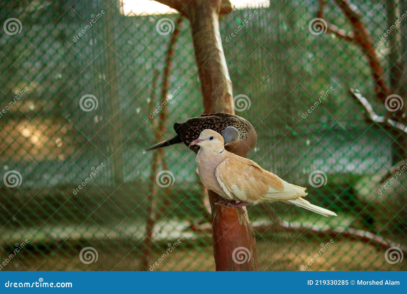 Couple Eurasian Collared Doves Birds in a Zoo Stock Image - Image of ...