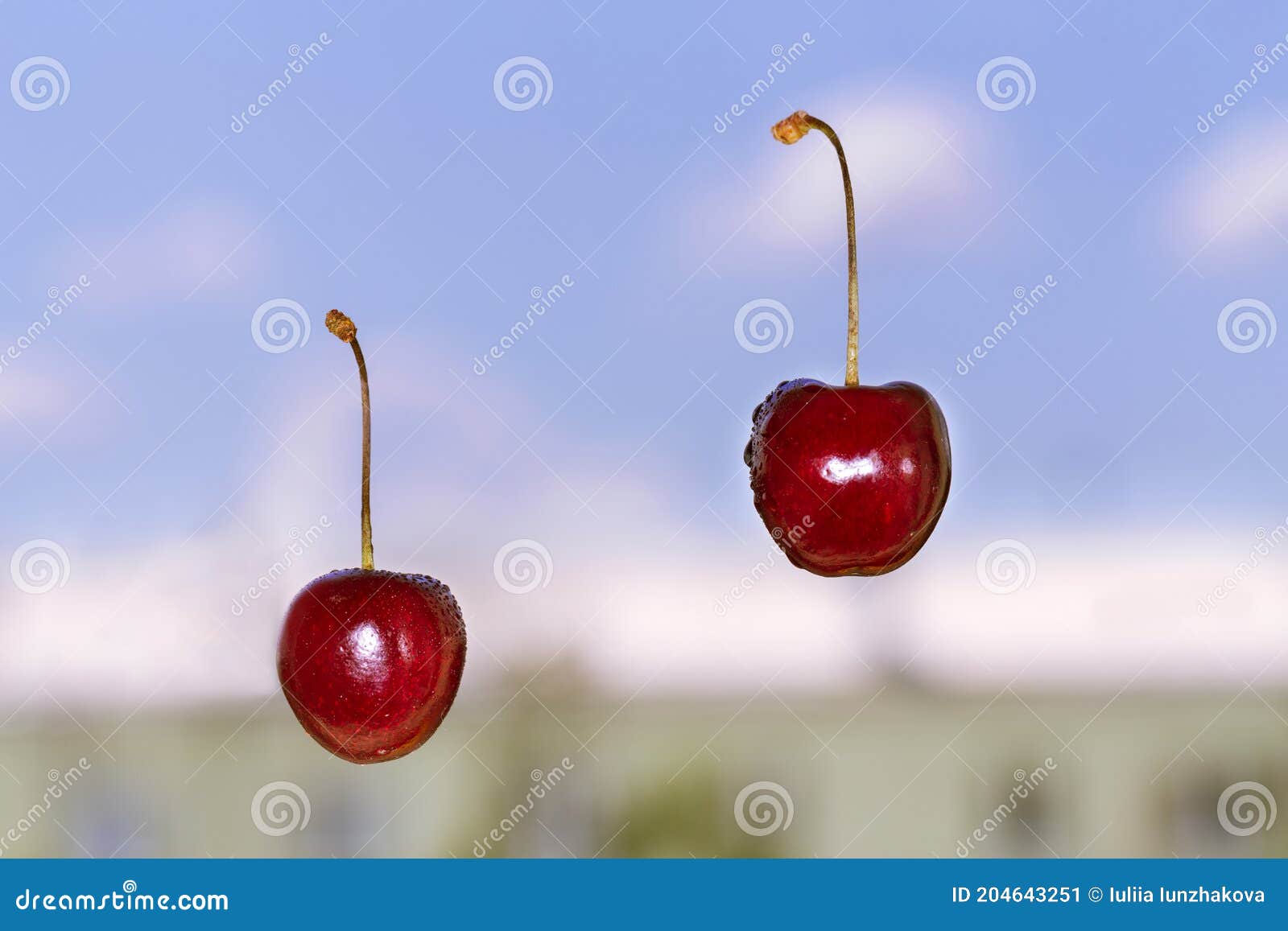 A Couple of Falling Red Cherries on the Blue Sky Background Stock Image ...
