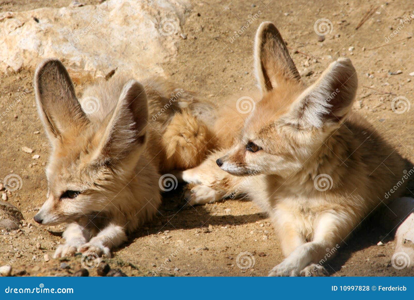 Couple of fennecs 1 stock photo. Image of empty, sand - 10997828