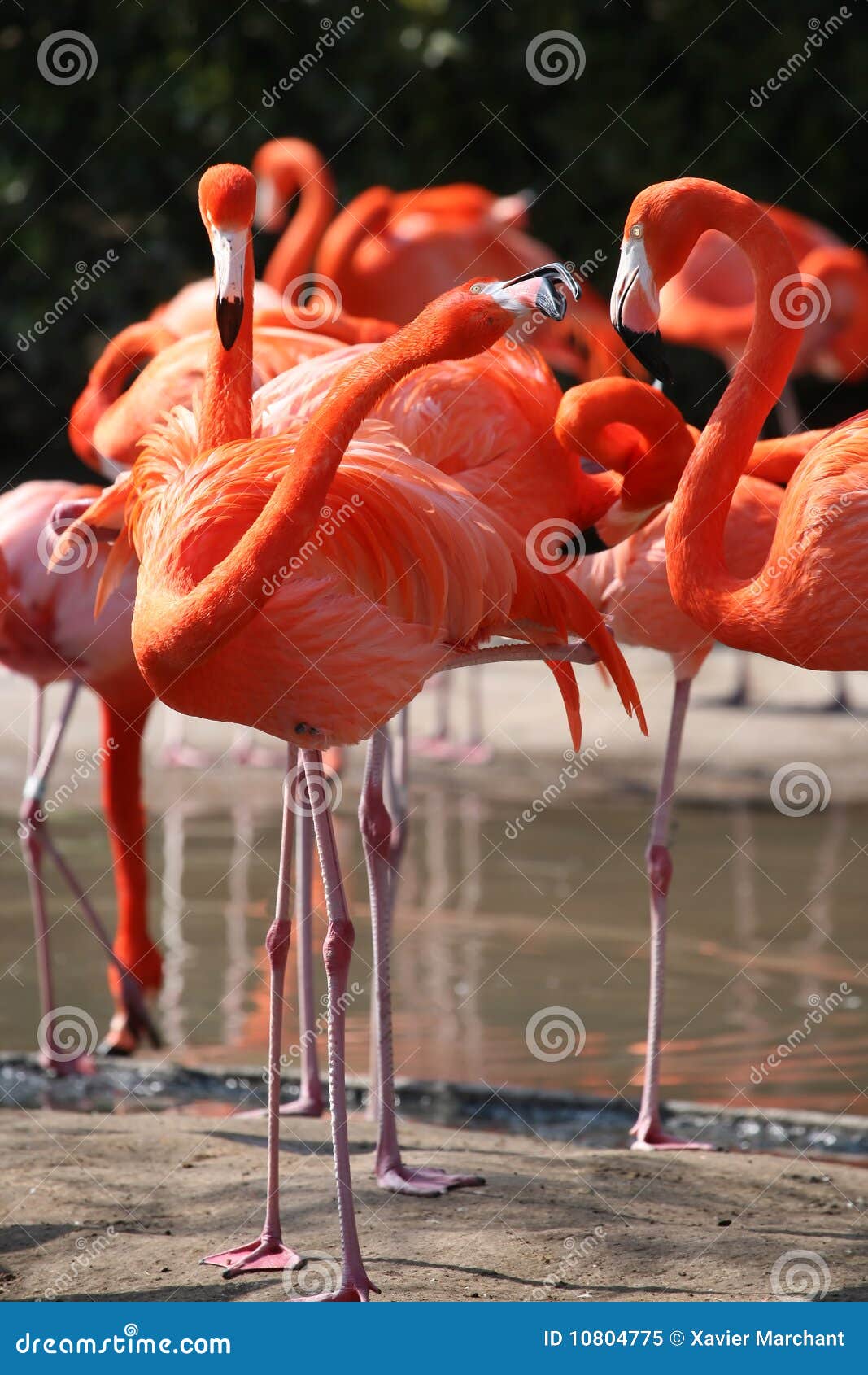 Couple of flamingos stock image. Image of couple, pink - 10804775