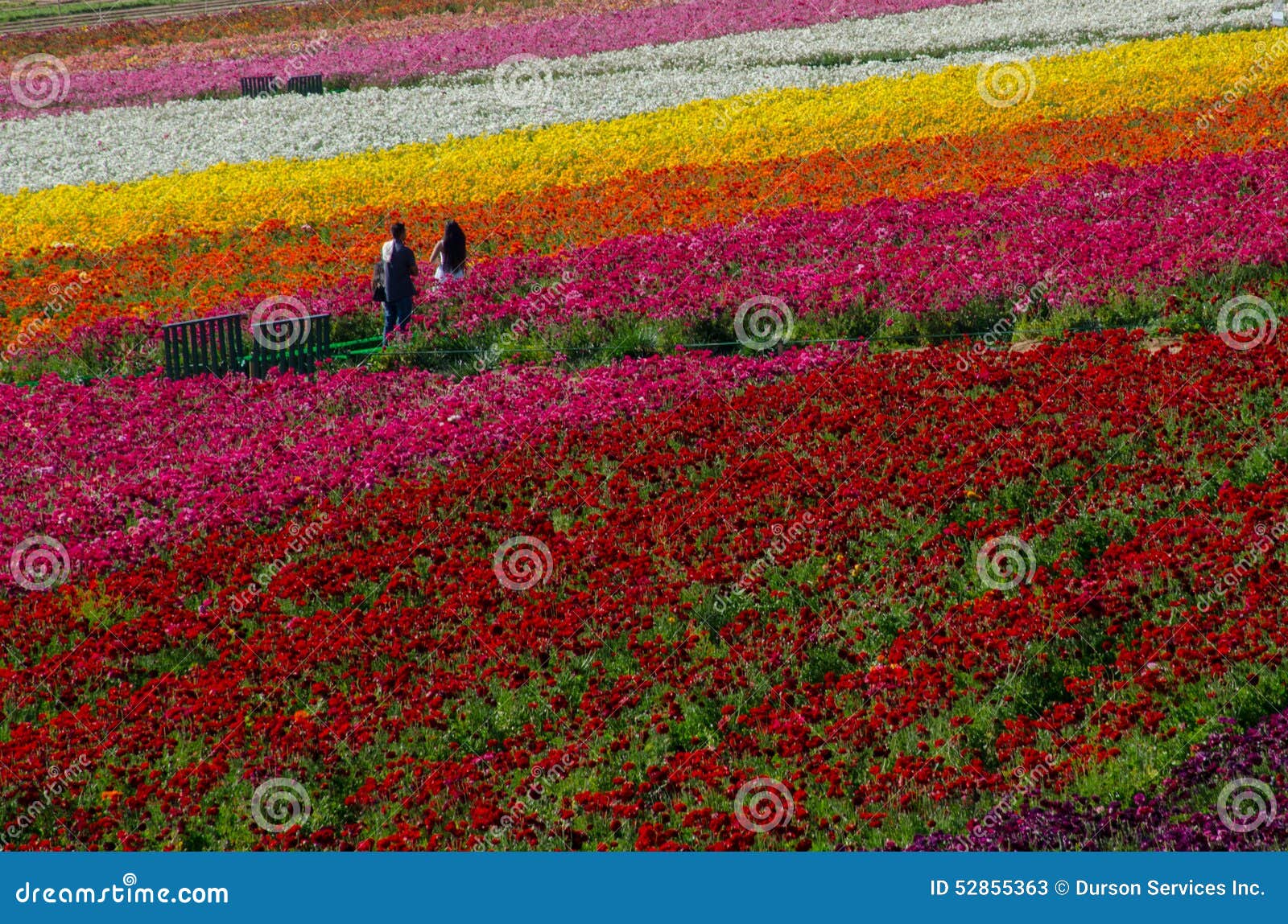 Couple in Flower Fields stock image. Image of glow, land - 52855363