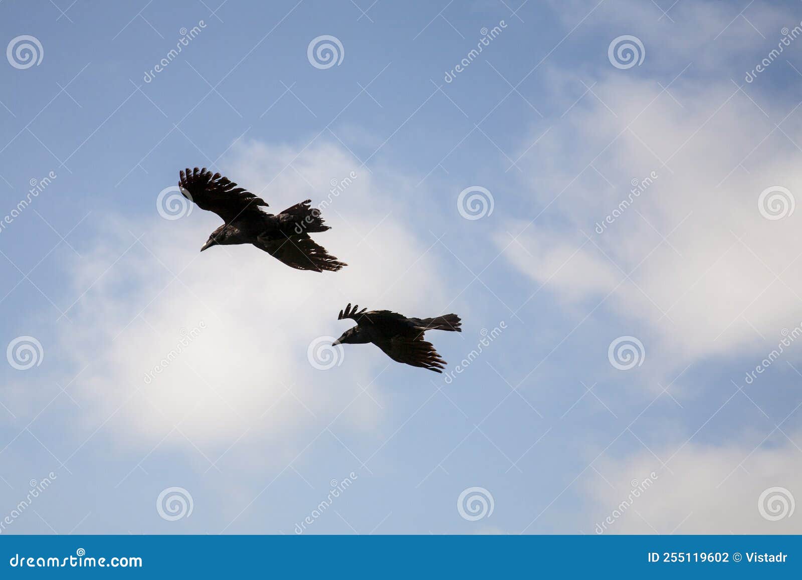 A couple of flying crows stock photo. Image of wildlife - 255119602
