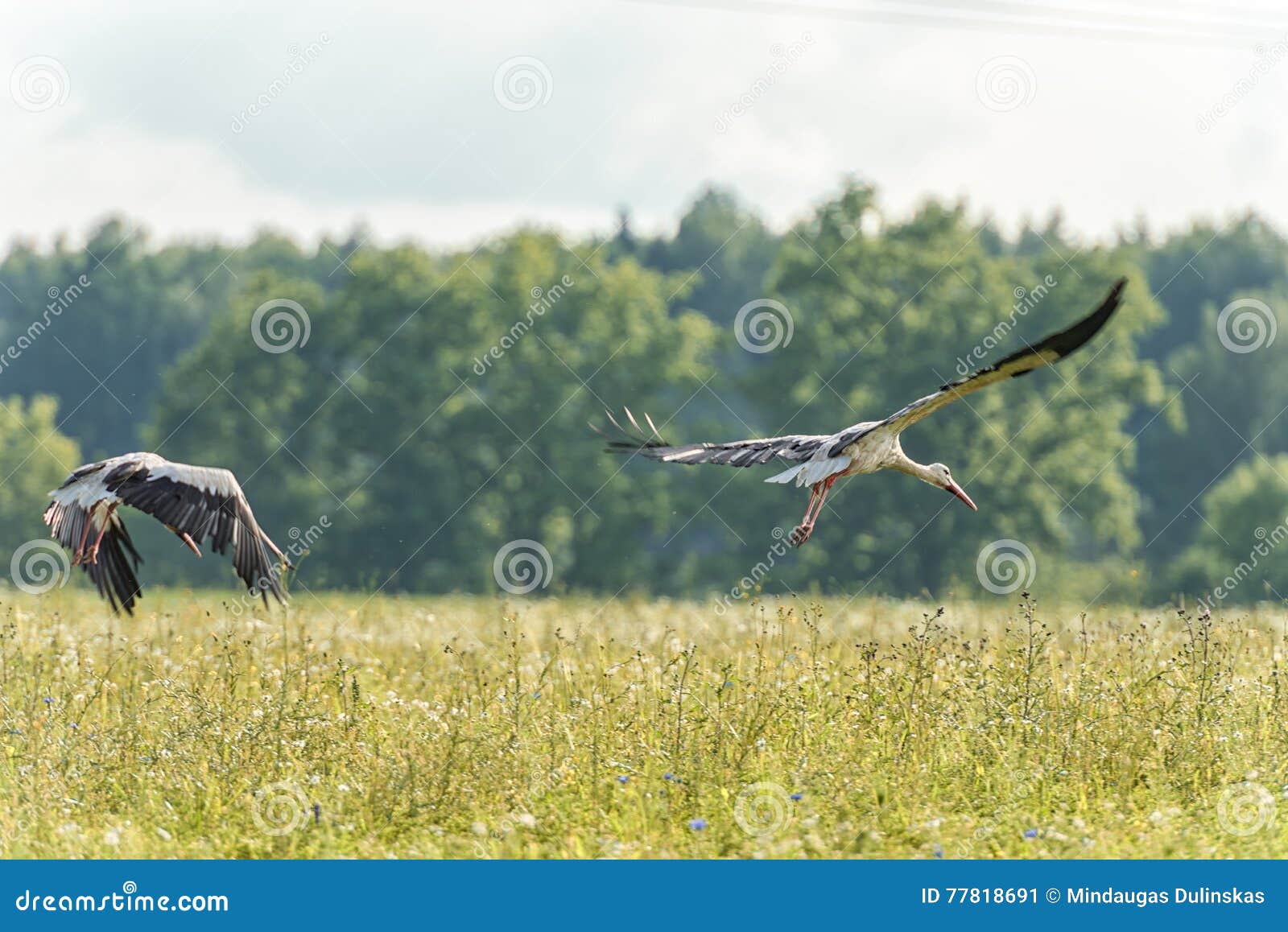 Couple of Flying Forks in Field. Rural Area. Stock Image - Image of ...