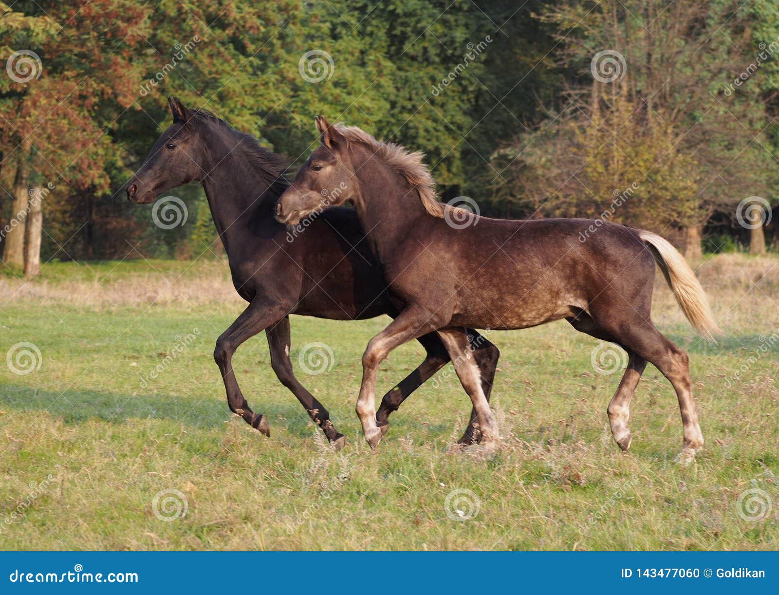 Couple of Foals Friendly Play on a Meadow Stock Photo - Image of field ...