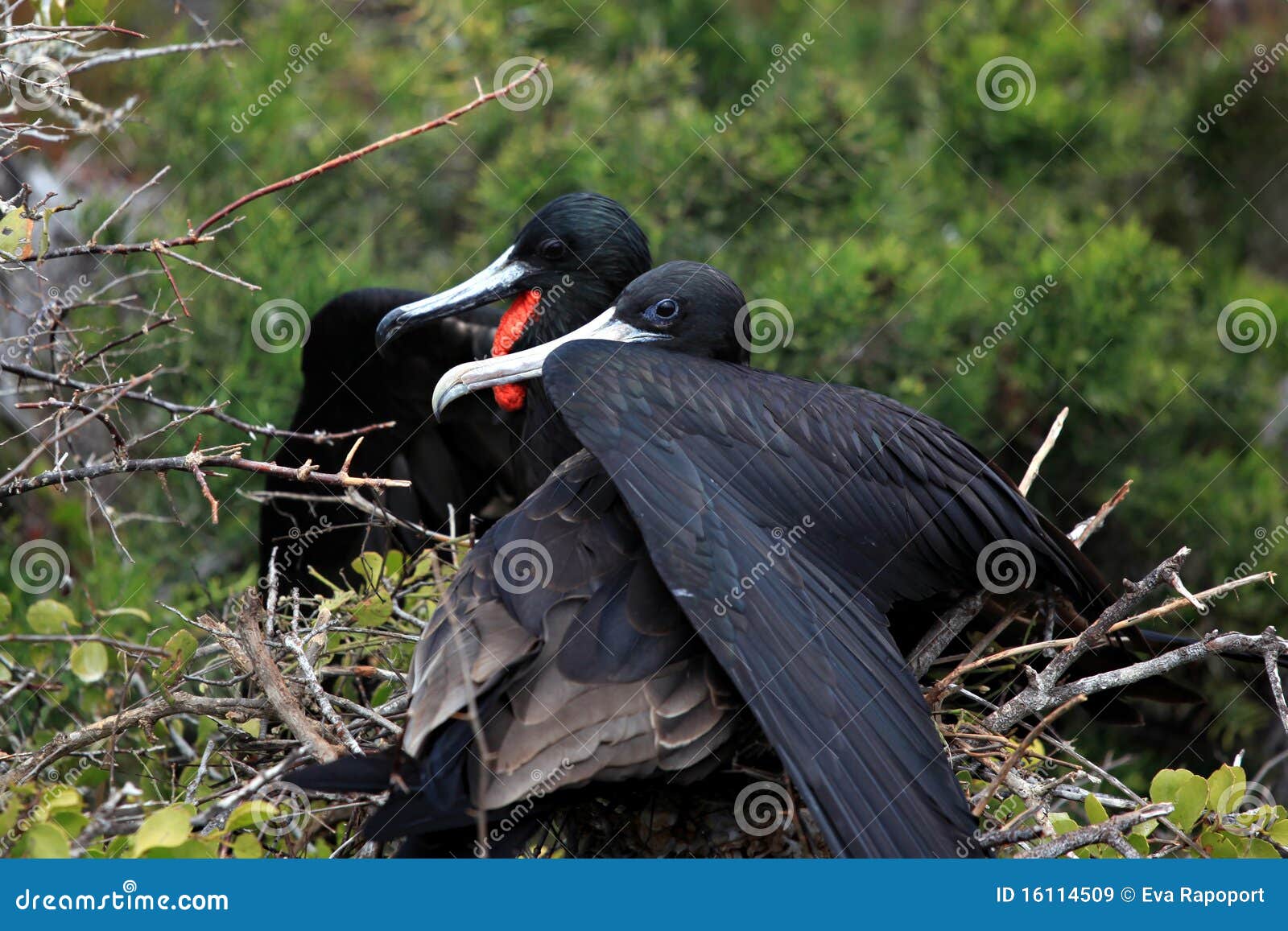 Couple of fregat birds stock image. Image of fregate - 16114509