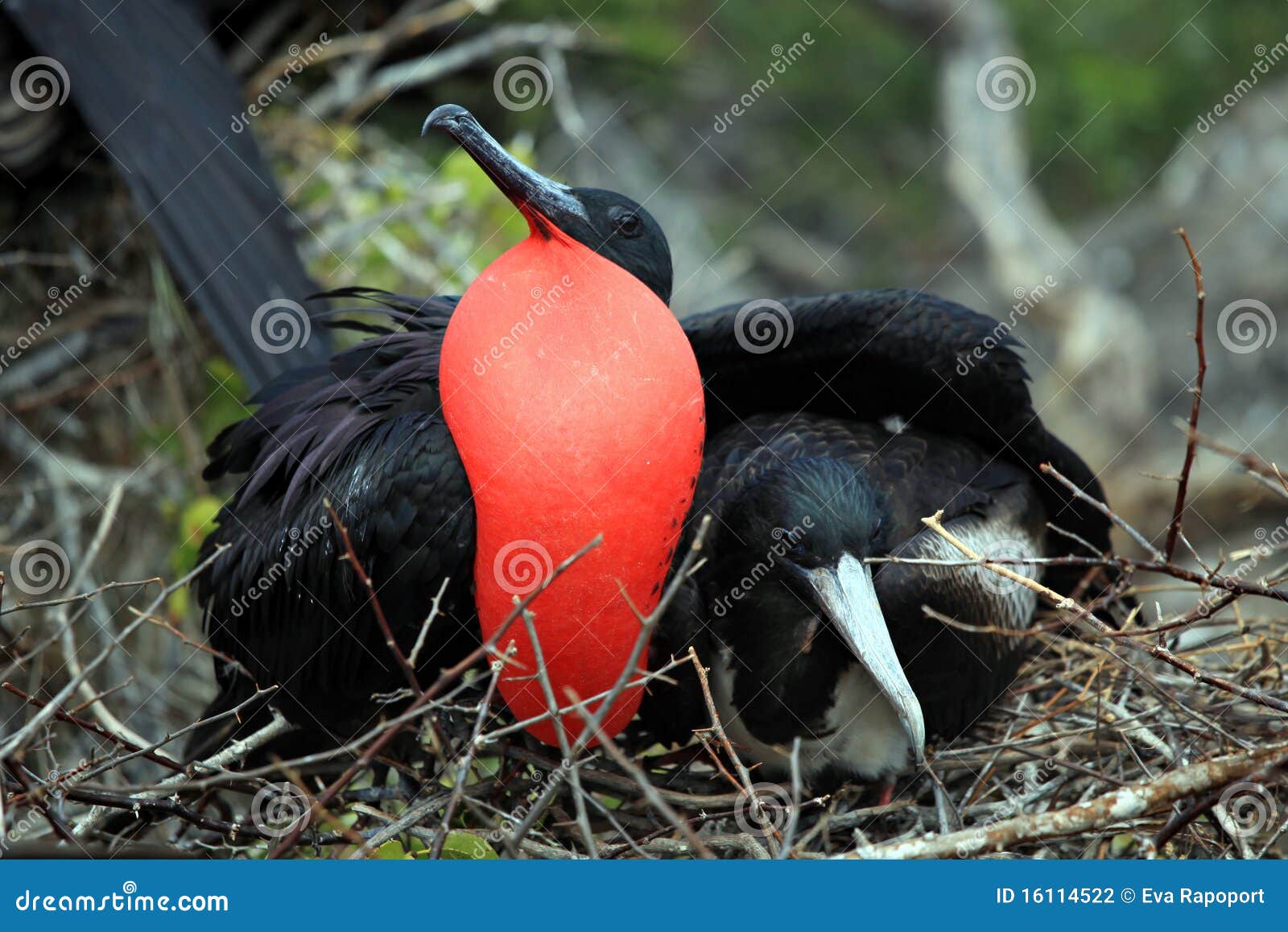 Couple of fregate birds stock photo. Image of gular, creature - 16114522