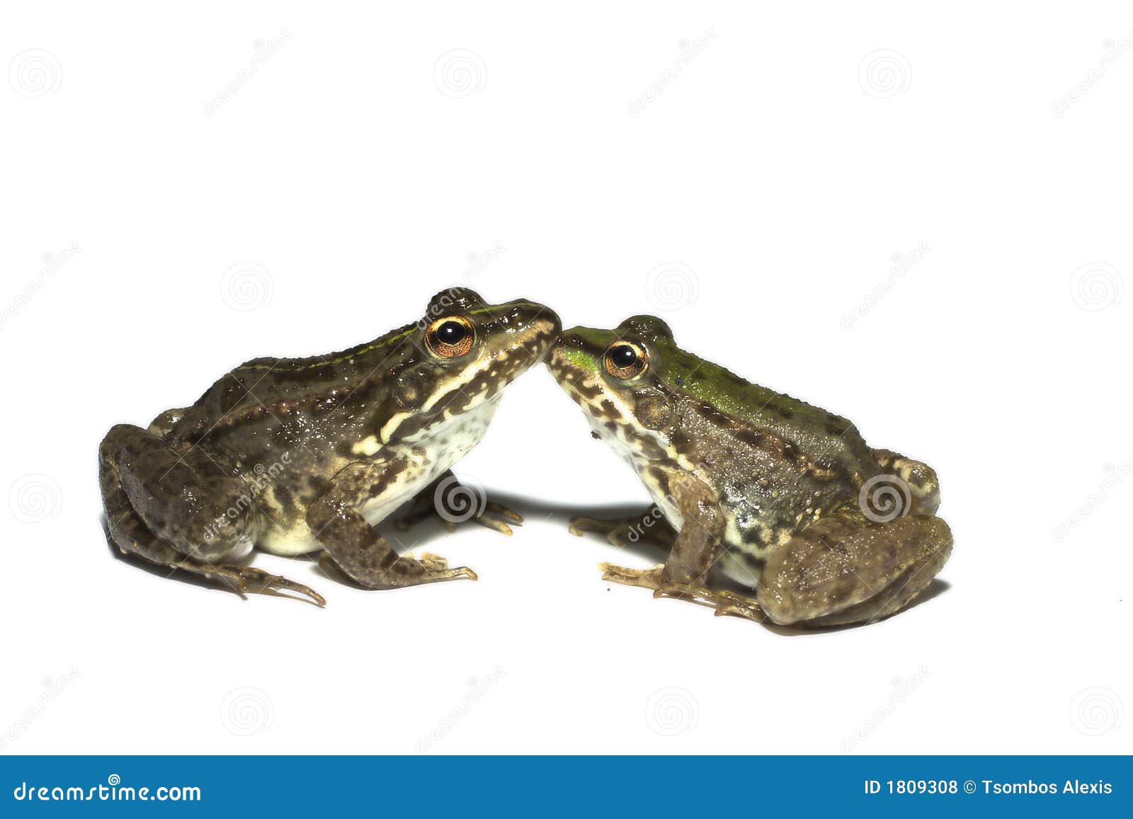 Frogs Kissing And Holding Hands Stock Image | CartoonDealer.com #175593301