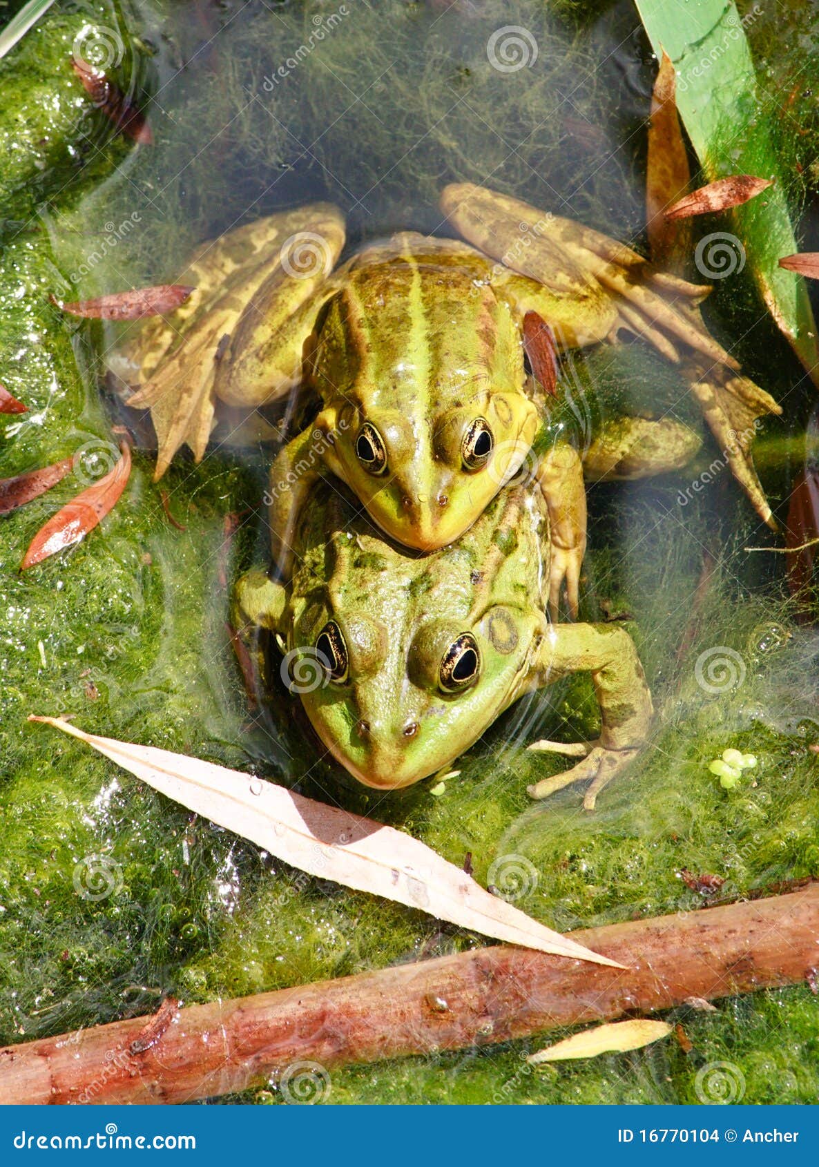Couple of Frogs Joined Together in a Pond Stock Photo - Image of ...