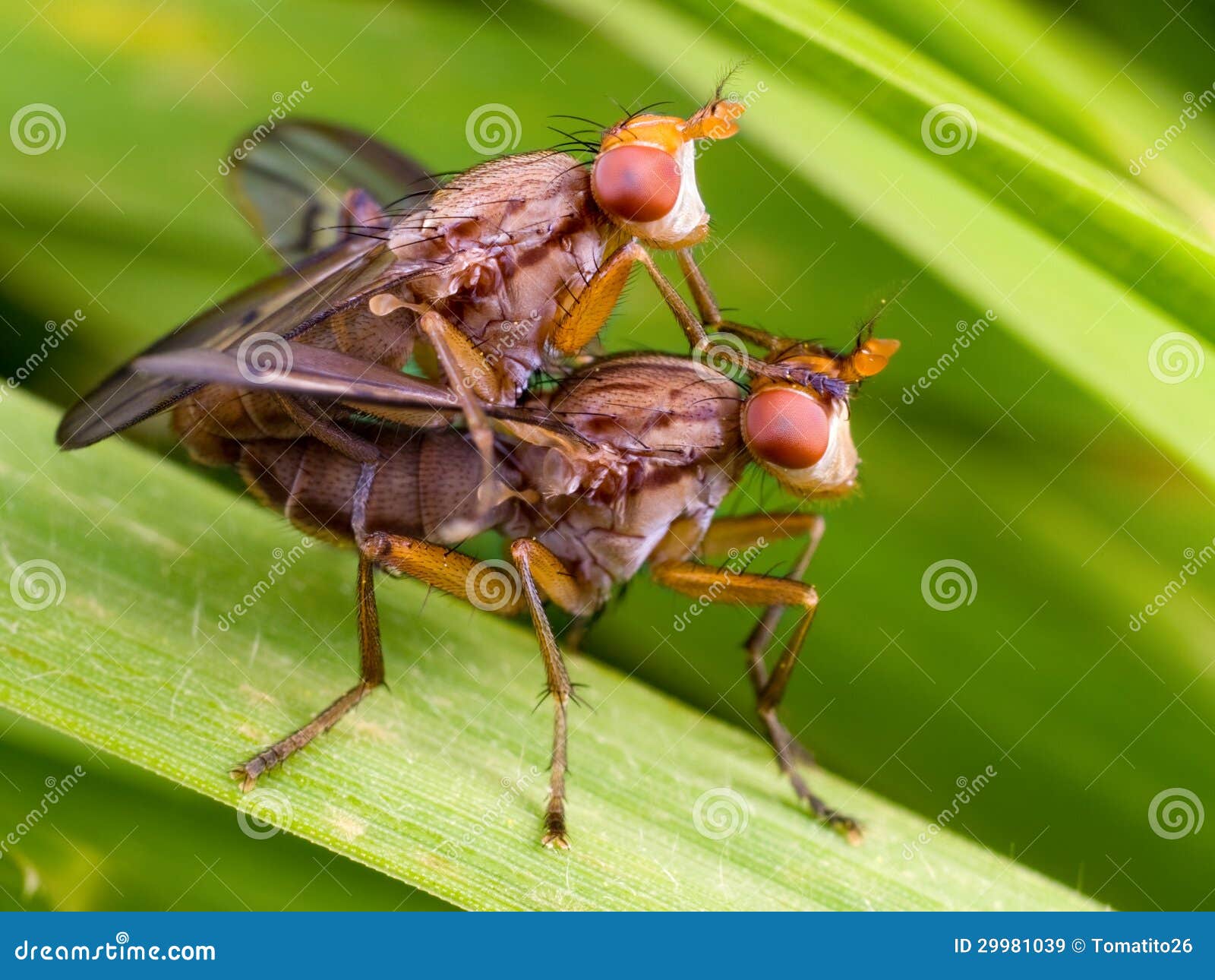 Flies Mating Stock Image | CartoonDealer.com #13260073