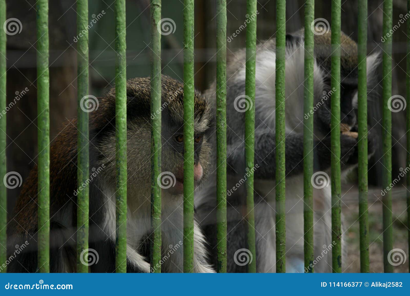 Couple of Gabon Monkeys in a Cage Stock Image - Image of couple, cute ...