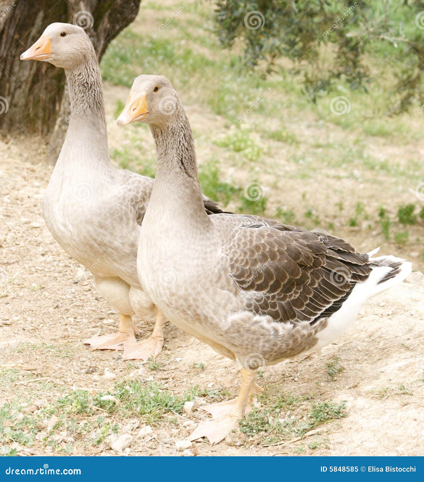 Couple of Geese stock image. Image of farm, green, grey - 5848585