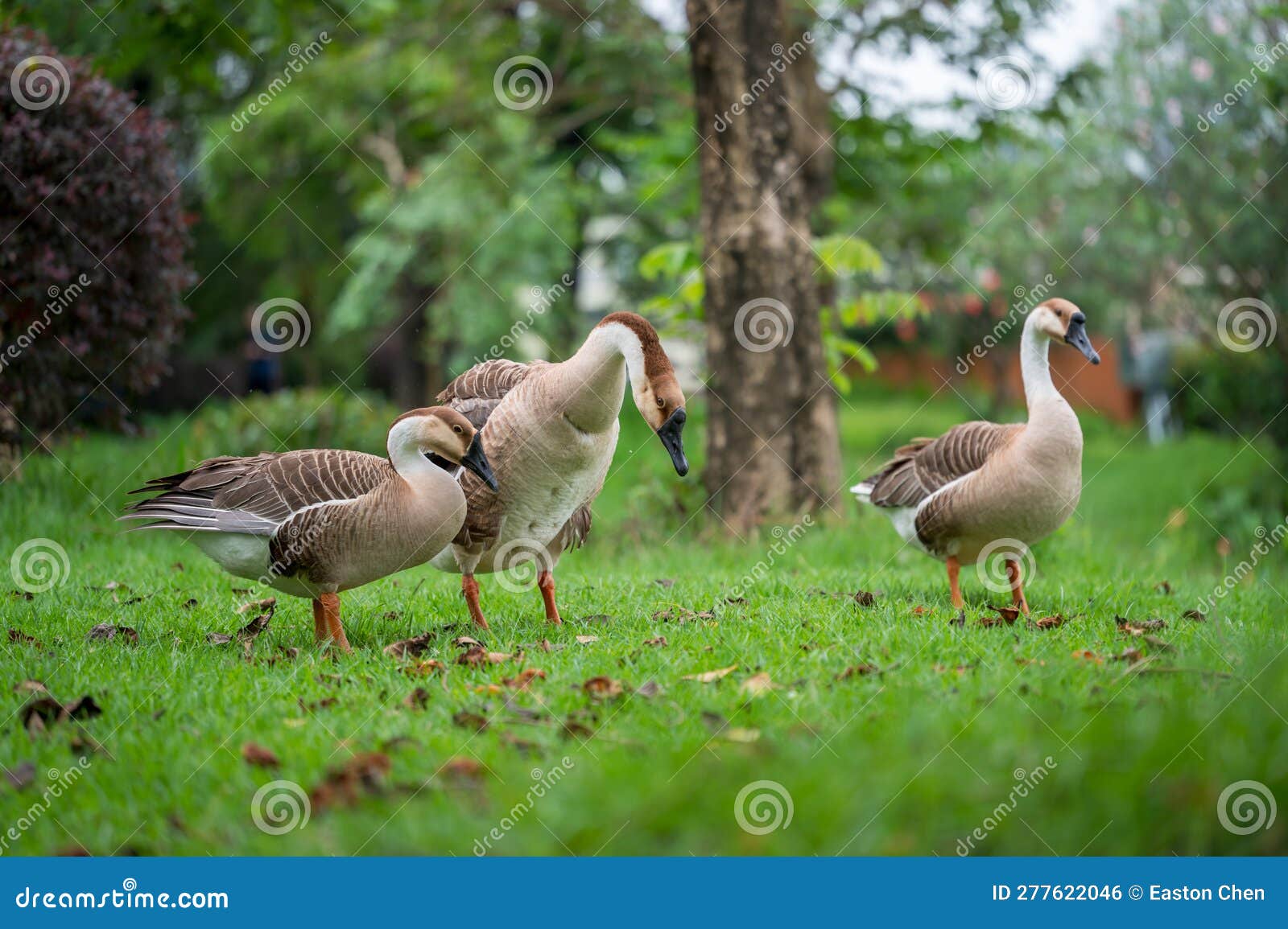 Couple of Geese Foraging on the Grass Stock Photo - Image of shooting ...