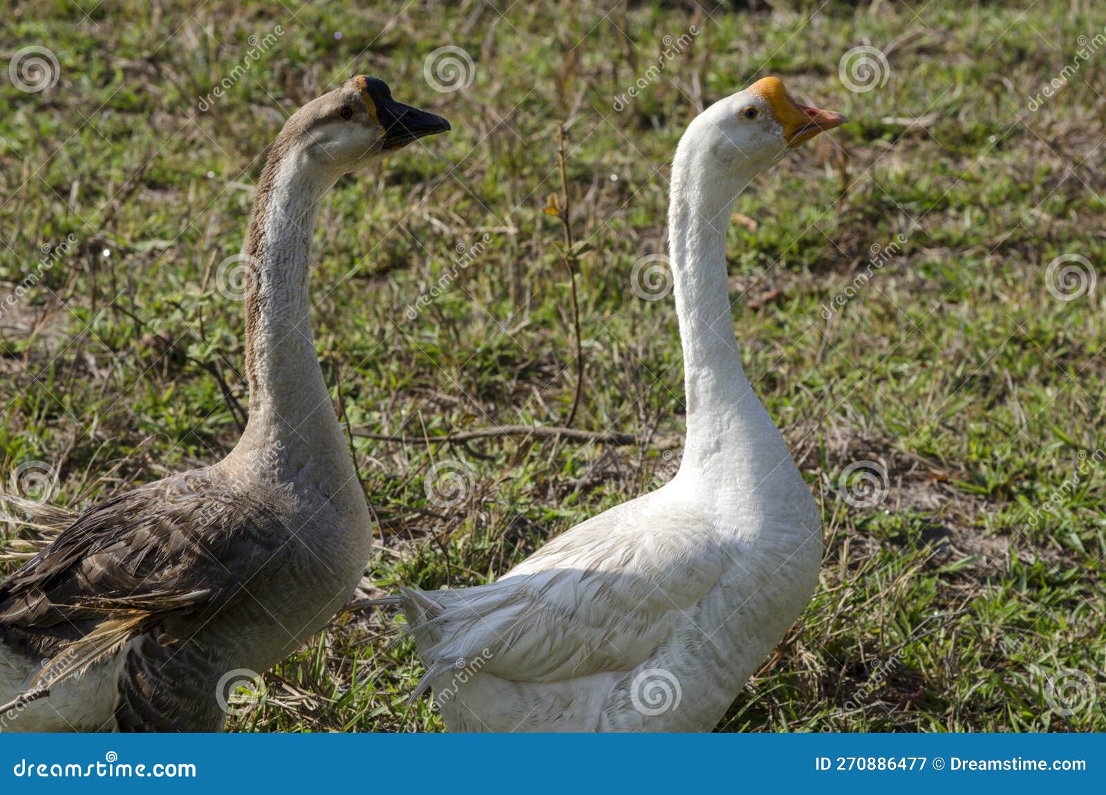 Couple of Geese Walking Side by Side Stock Image - Image of beautiful ...