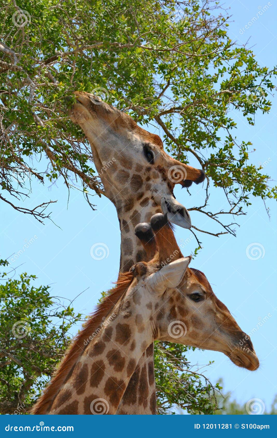 A Couple of giraffe stock image. Image of male, feed - 12011281