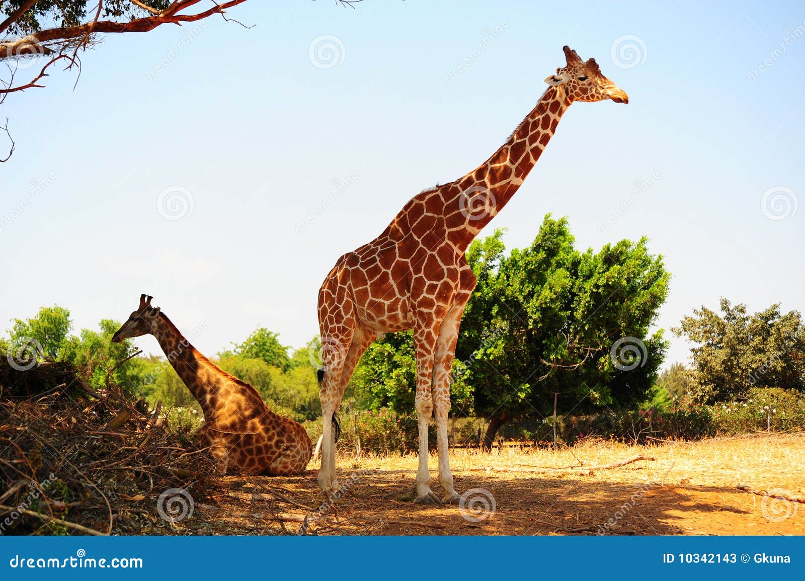 Couple of Giraffes stock image. Image of africa, vegetarian - 10342143