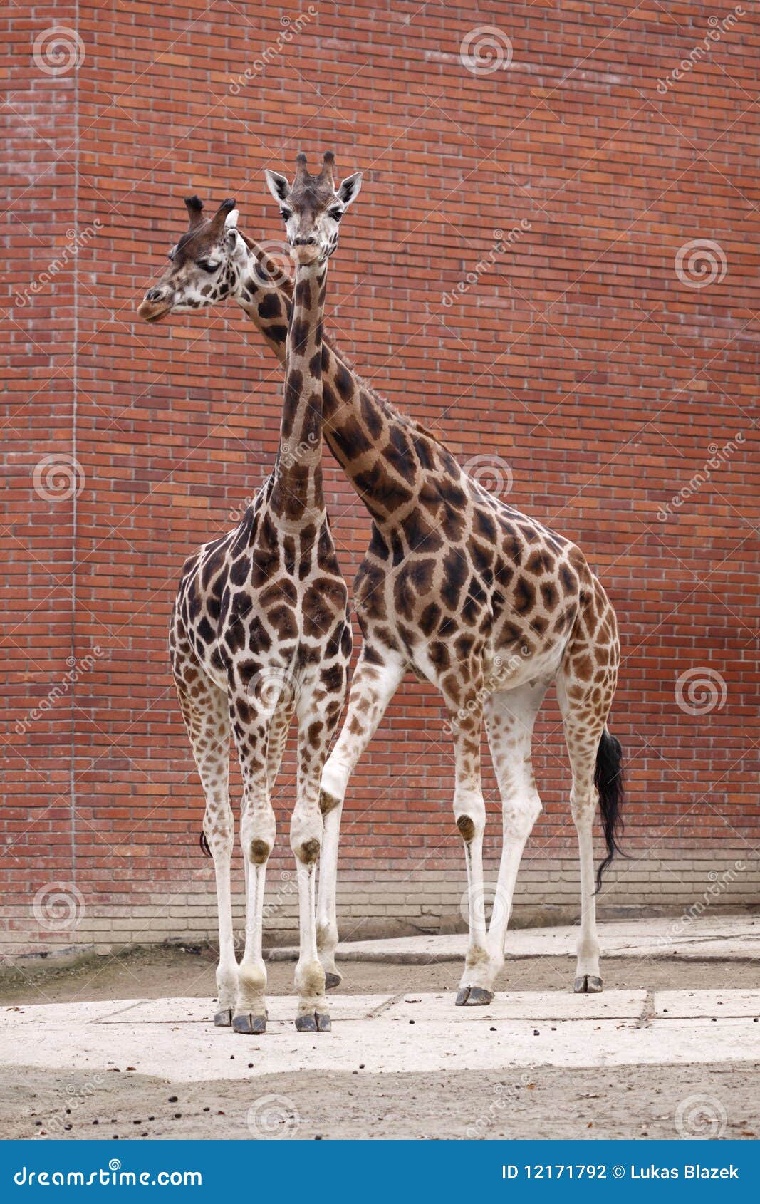 Couple of a giraffes stock photo. Image of rothschild - 12171792