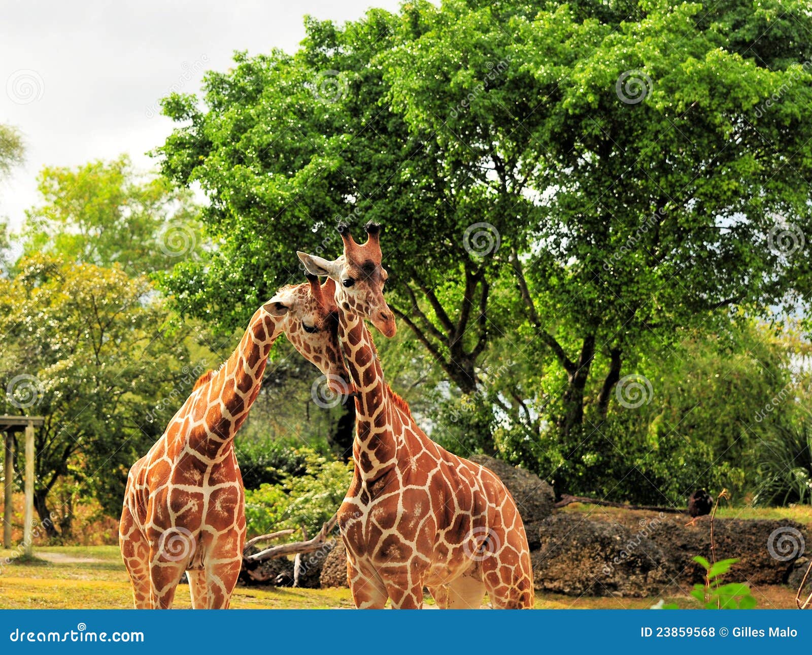 Couple of Giraffes stock photo. Image of portrait, great - 23859568