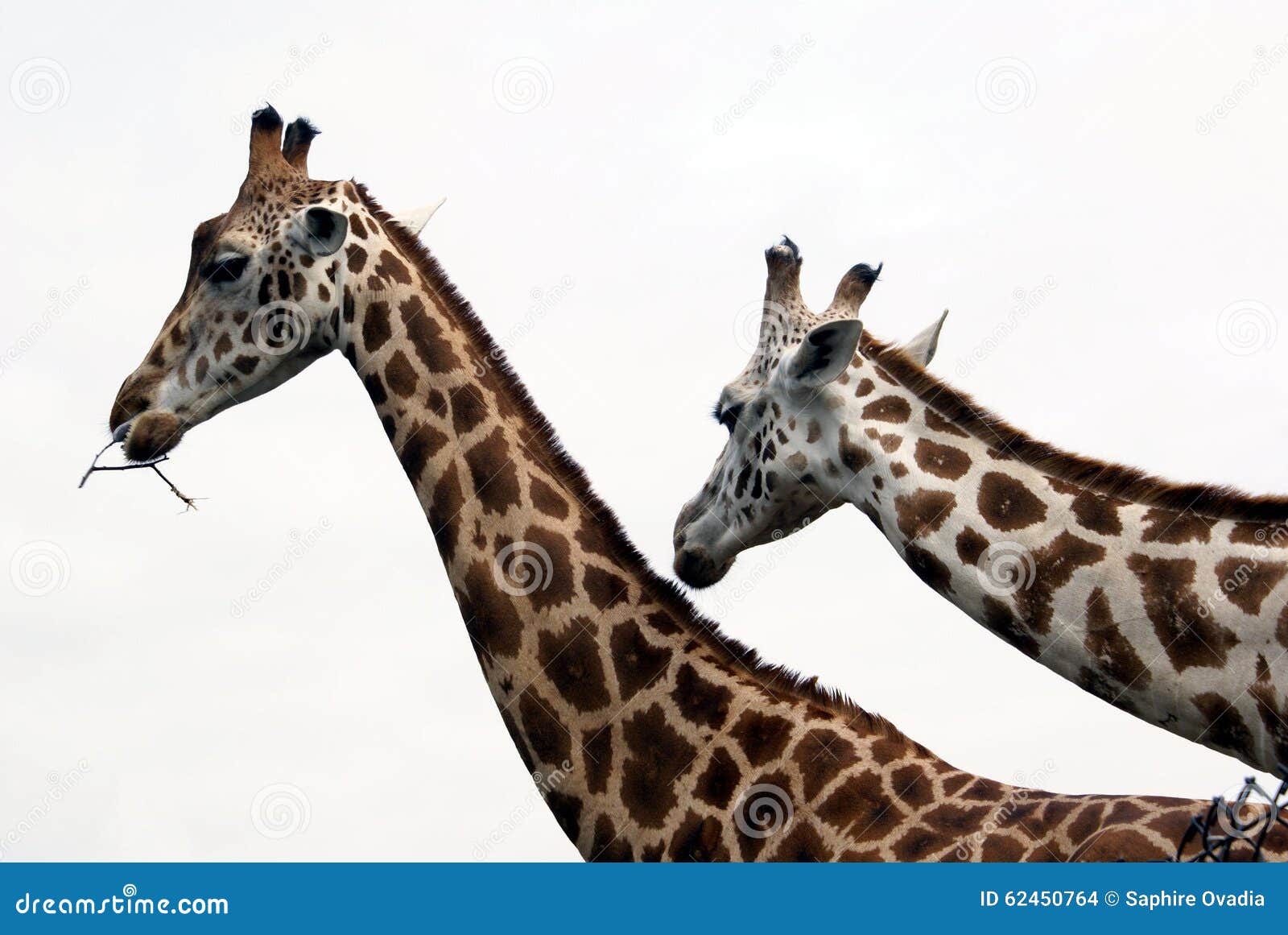 Couple of giraffes stock photo. Image of landscape, animals - 62450764