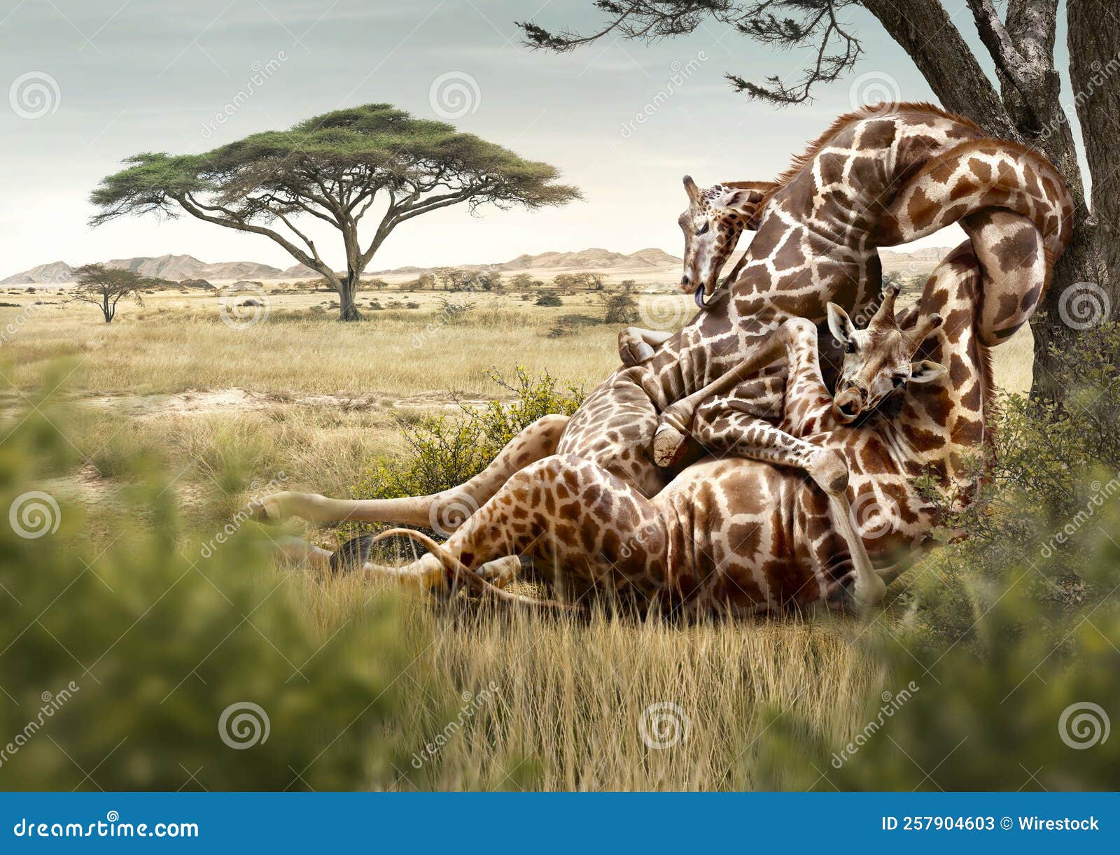 Couple of Giraffes Hugging in Love Under a Tree Stock Image - Image of ...