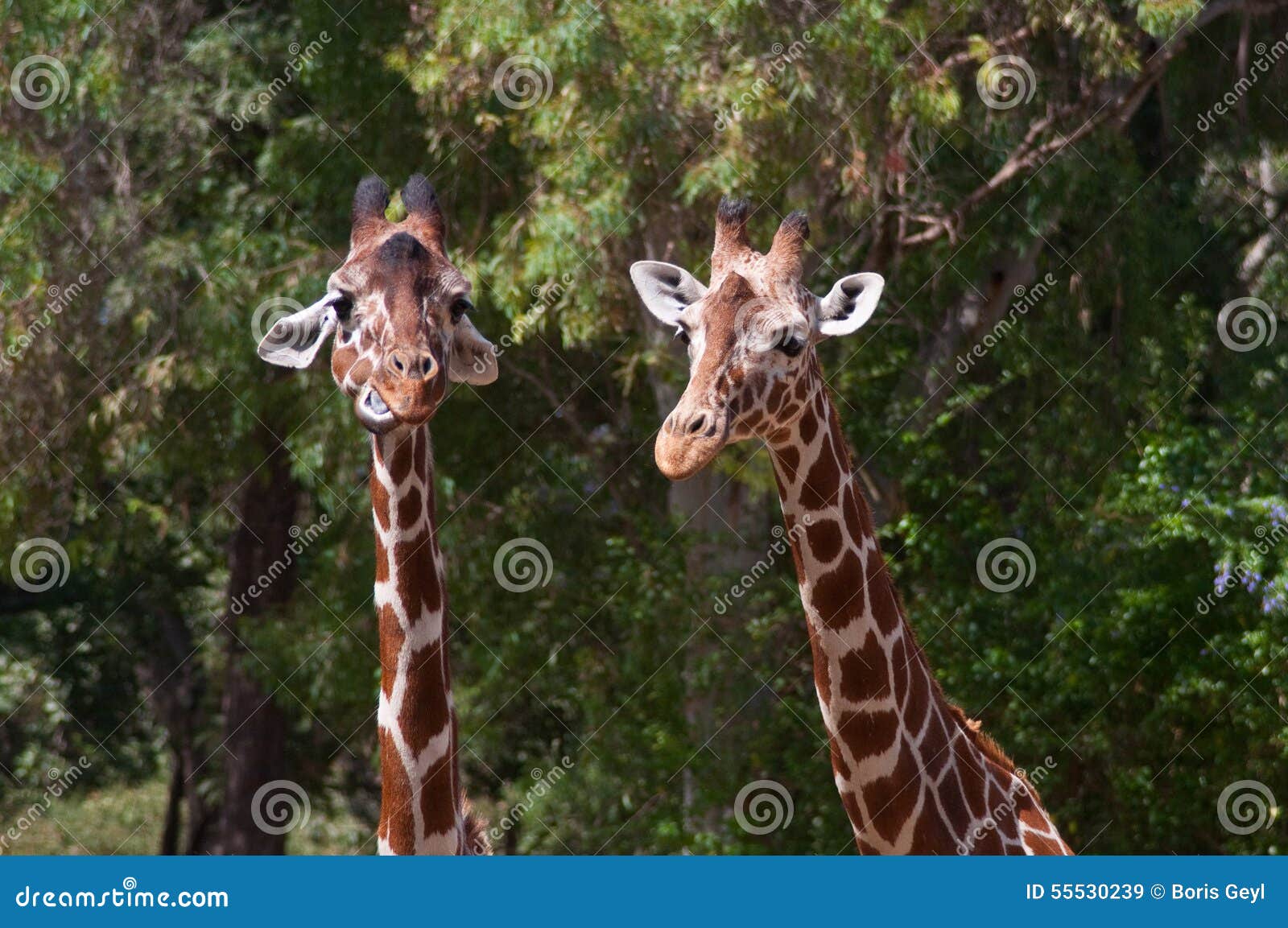 Couple of giraffes stock image. Image of mammals, plain - 55530239