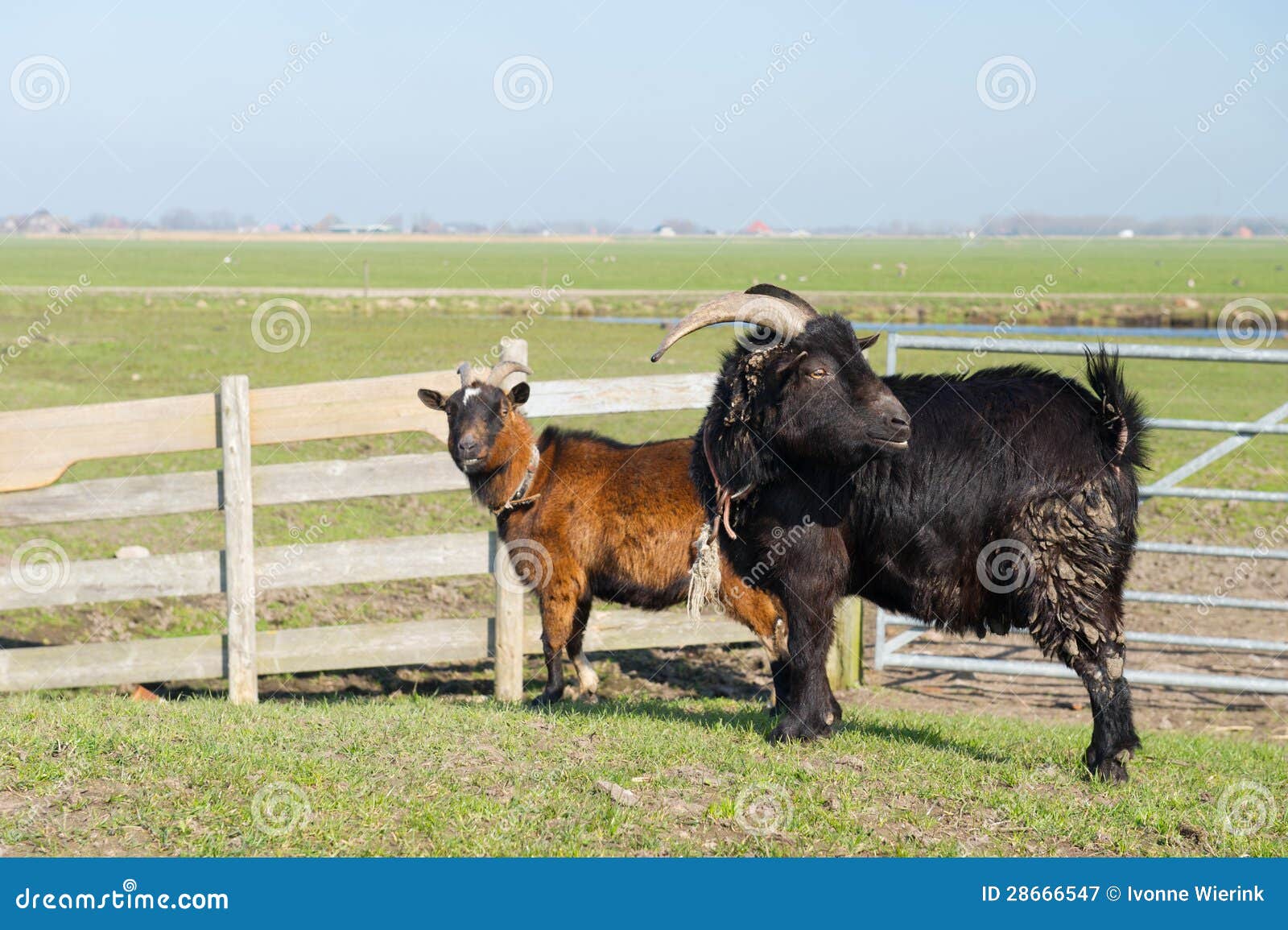 Couple goats in landscape stock image. Image of fence - 28666547