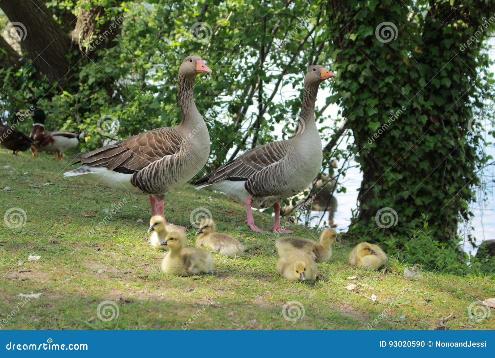 Couple of goose stock photo. Image of geese, duck, male - 93020590