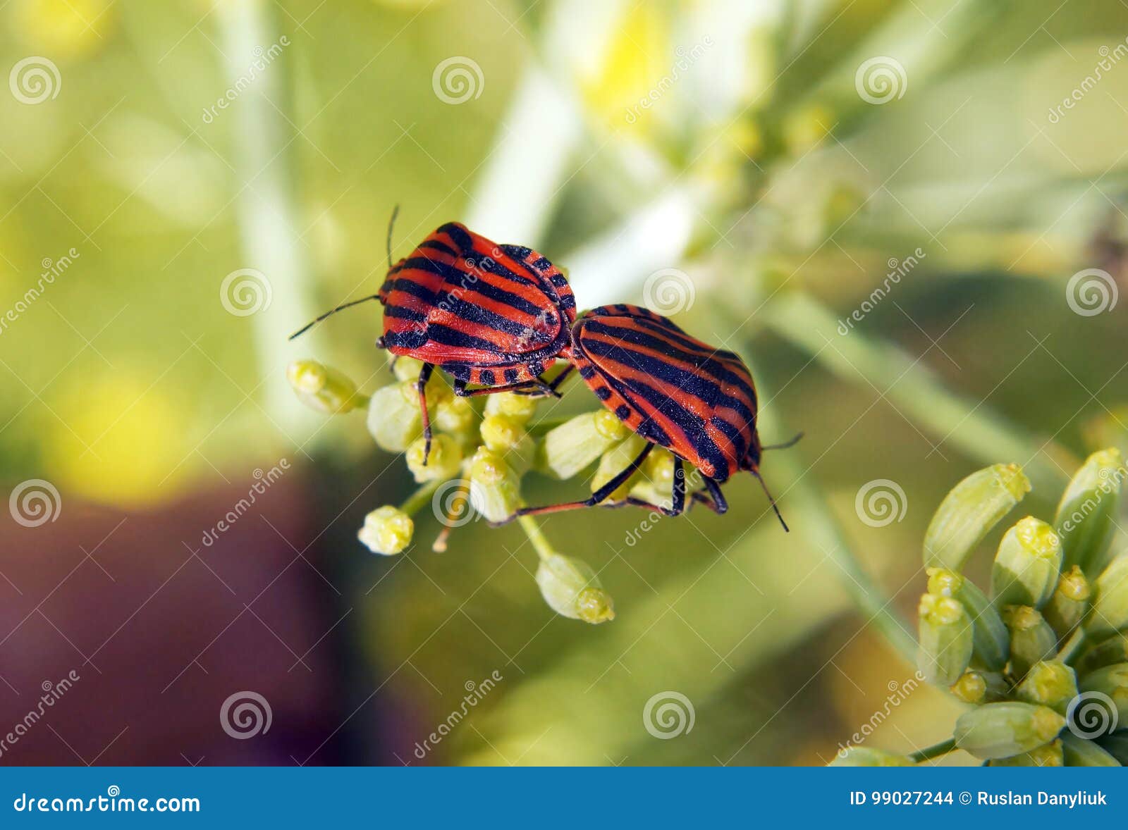 Couple of Graphosoma Lineatum - Striped Beetles. Stock Photo - Image of ...