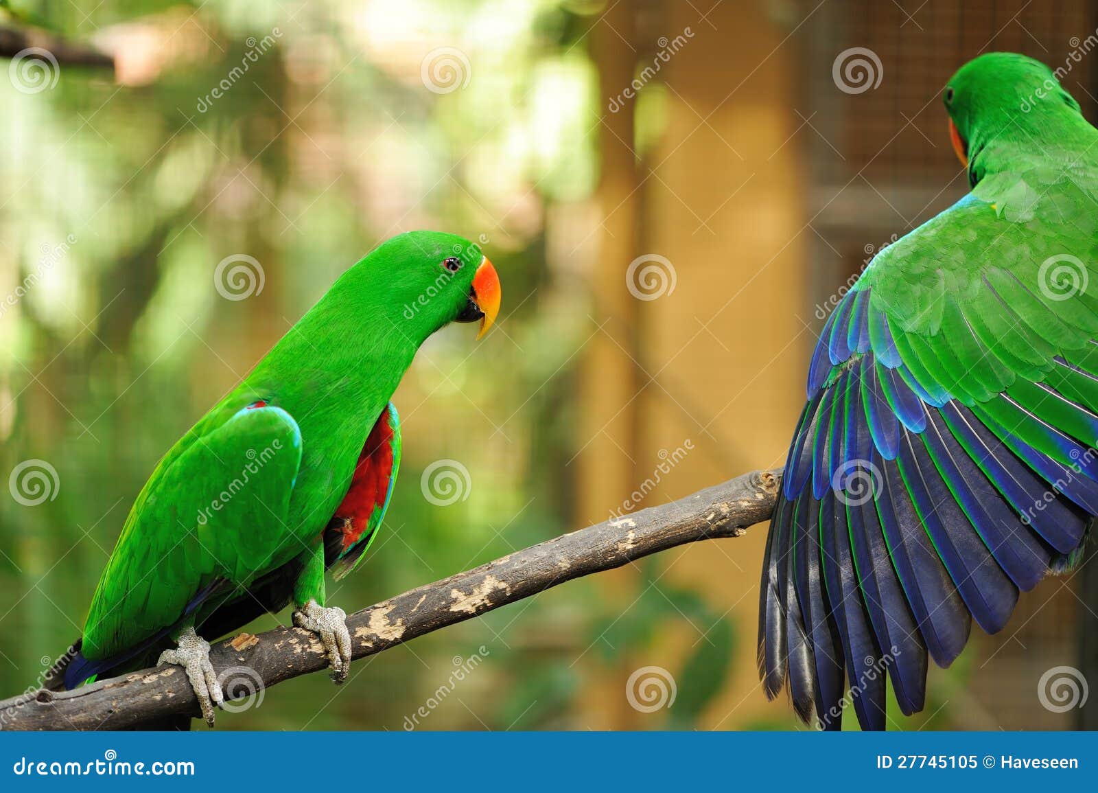 Couple of Green Eclectus Parrots Stock Image - Image of parrot ...