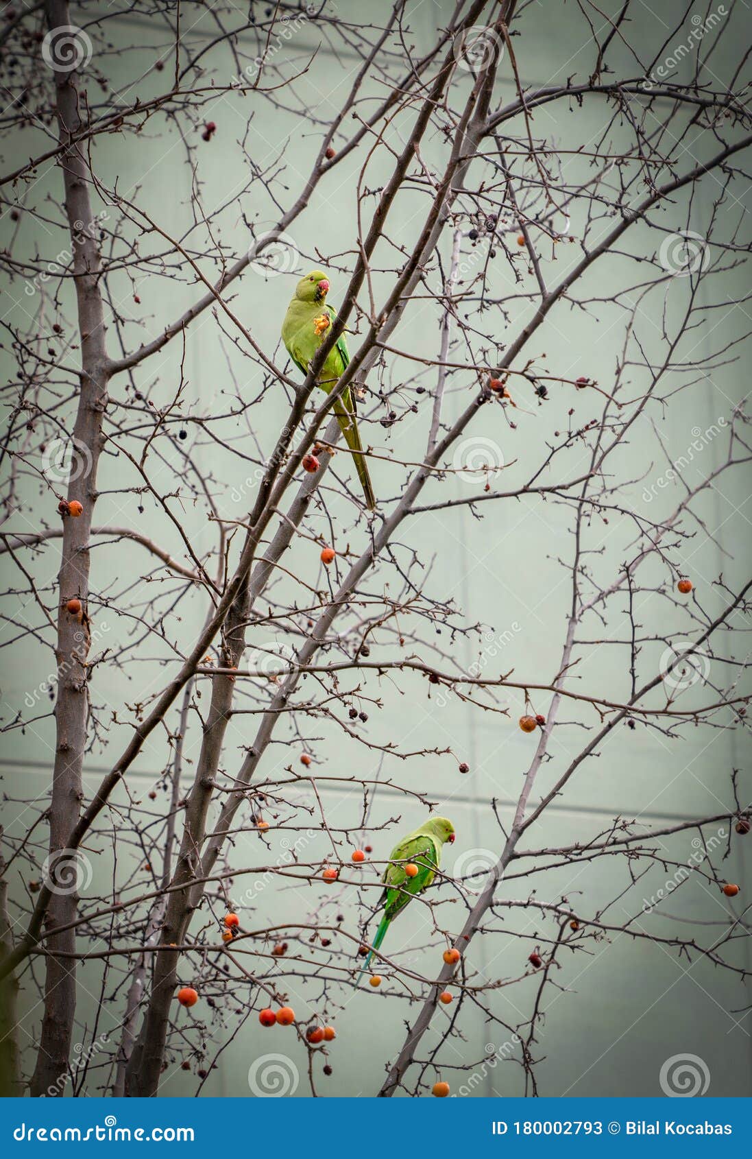 A Couple Green Parrot Sitting on Branch Stock Image - Image of branch ...