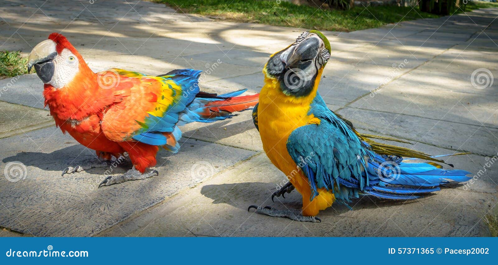 A Couple of happy Parrots stock image. Image of cute - 57371365