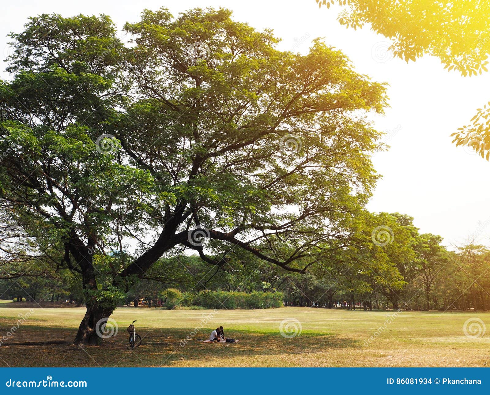 Couple Having Picnic Under the Big Tree Stock Photo - Image of date ...
