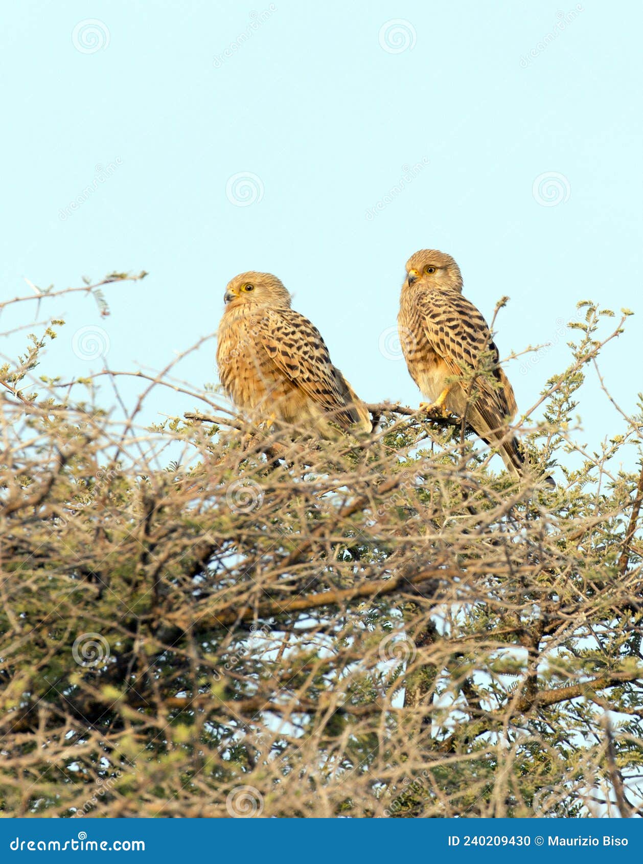 A couple of hawks stock photo. Image of botswana, birds - 240209430