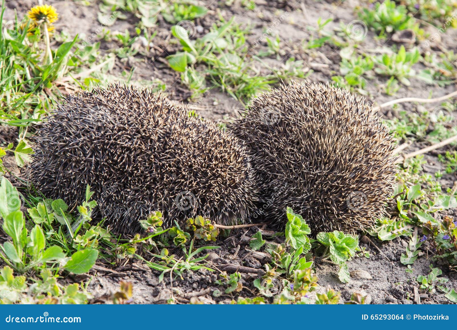 Couple hedgehogs mating stock photo. Image of bang, green - 65293064