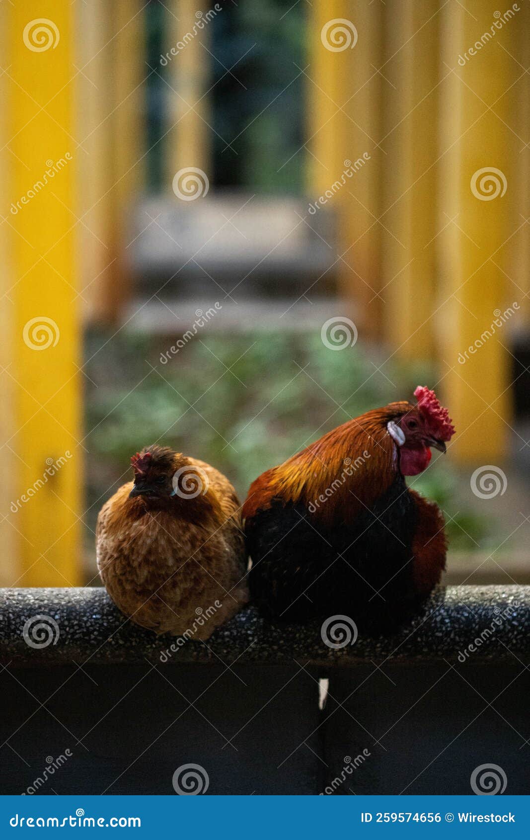 Couple of Hen and Rooster in the Farmland Stock Photo - Image of ...