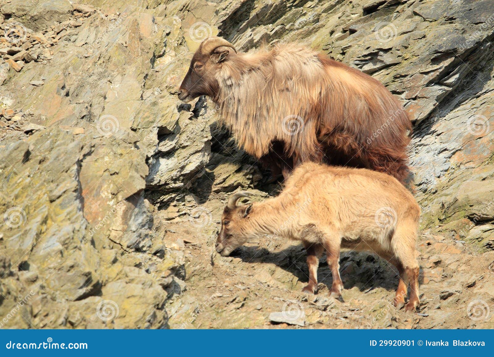 Himalayan tahr stock image. Image of animal, male, himalayan - 29920901
