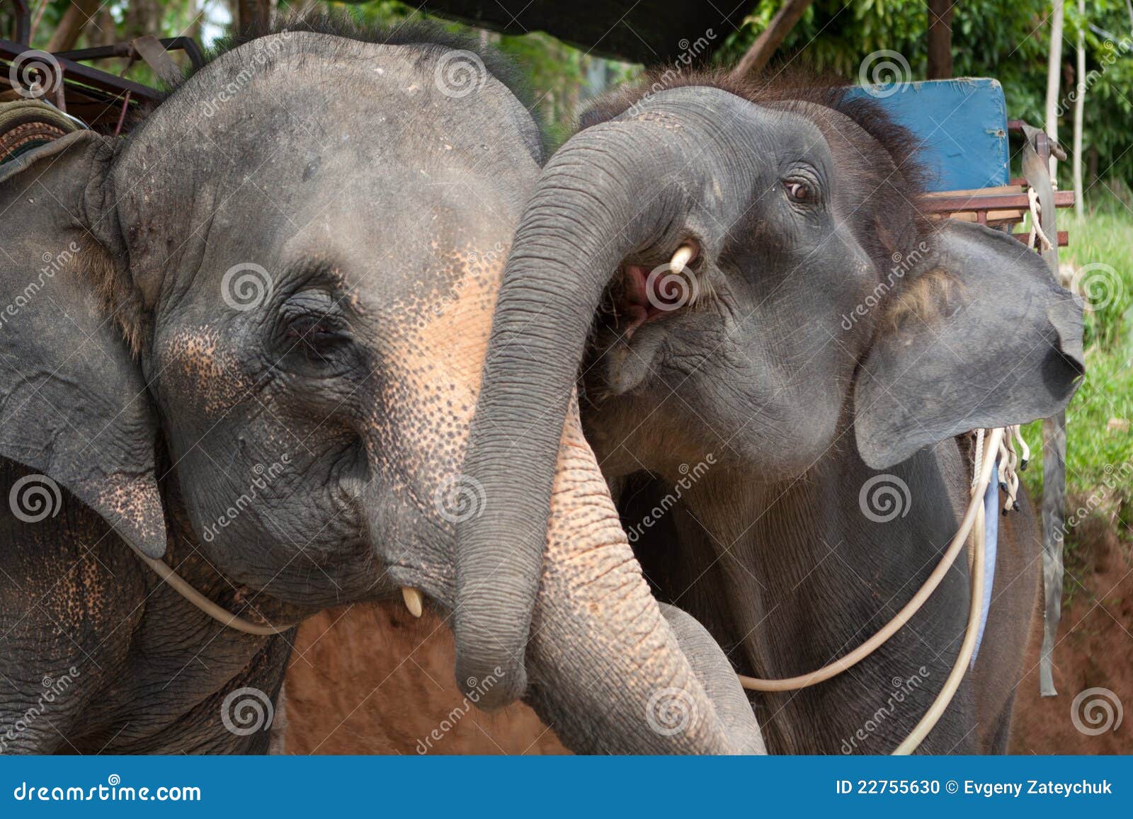 Couple of Hugging Elephants Stock Photo - Image of grey, animals: 22755630