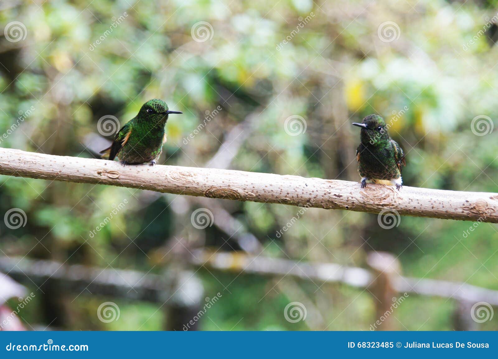 A couple of Hummingbirds stock image. Image of blue, branch - 68323485