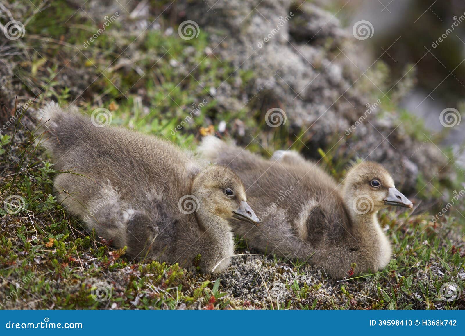 A Couple of Icelandic Eider Ducklings. Stock Photo - Image of beak ...